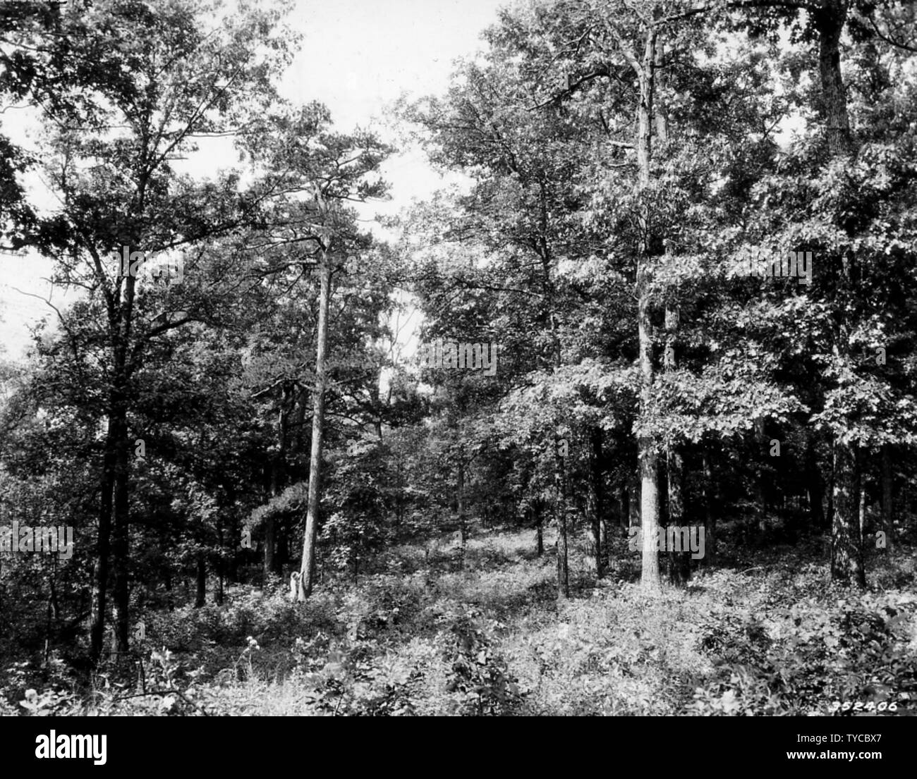 Photograph of Good Stands of Hardwood and Pine; Scope and content ...
