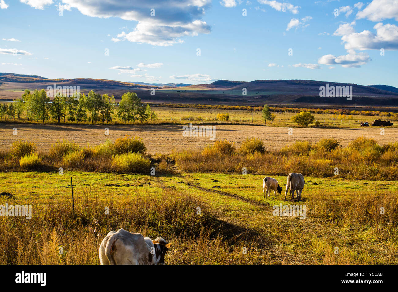 Erguna prairie pasture pasture harvesting haystack hi-res stock ...