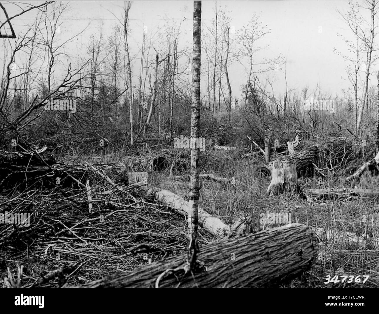 Photograph of Hardwood Slash That Is One to Five Years Old; Scope and ...