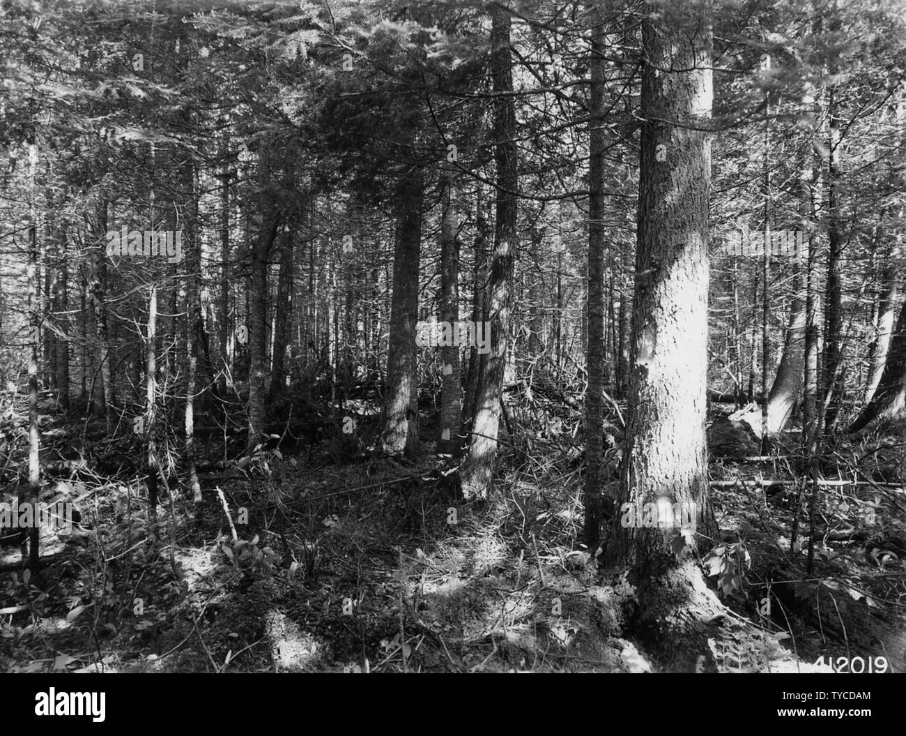 Photograph of Highland White Spruce and Balsam Fir; Scope and content ...