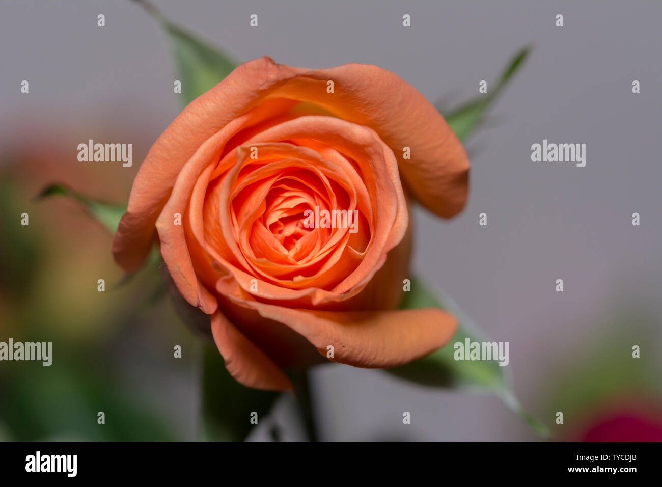 Beautiful orange roses flower in garden Rose flower background Roses ...