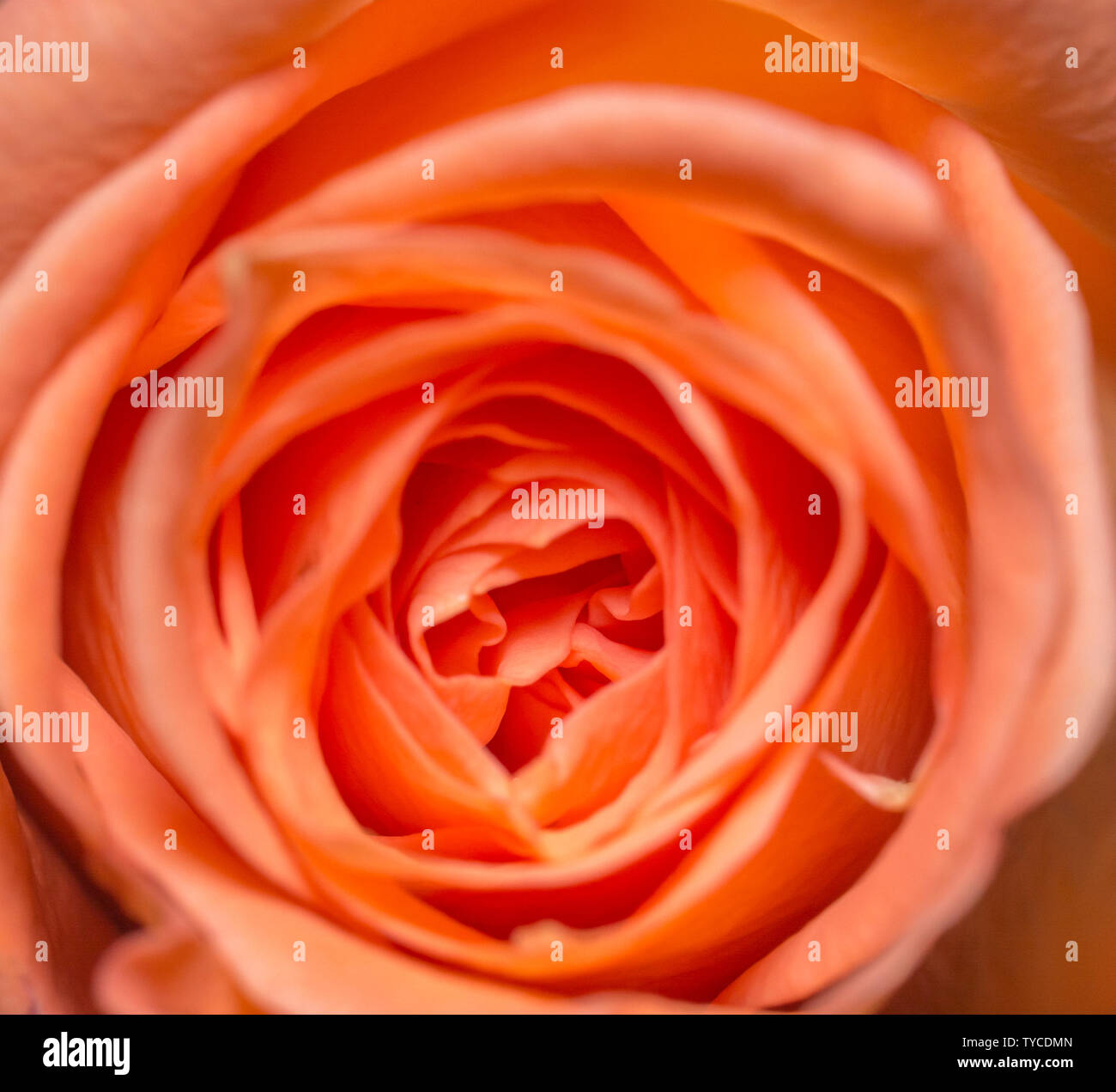 Beautiful orange roses flower in garden Rose flower background Roses ...