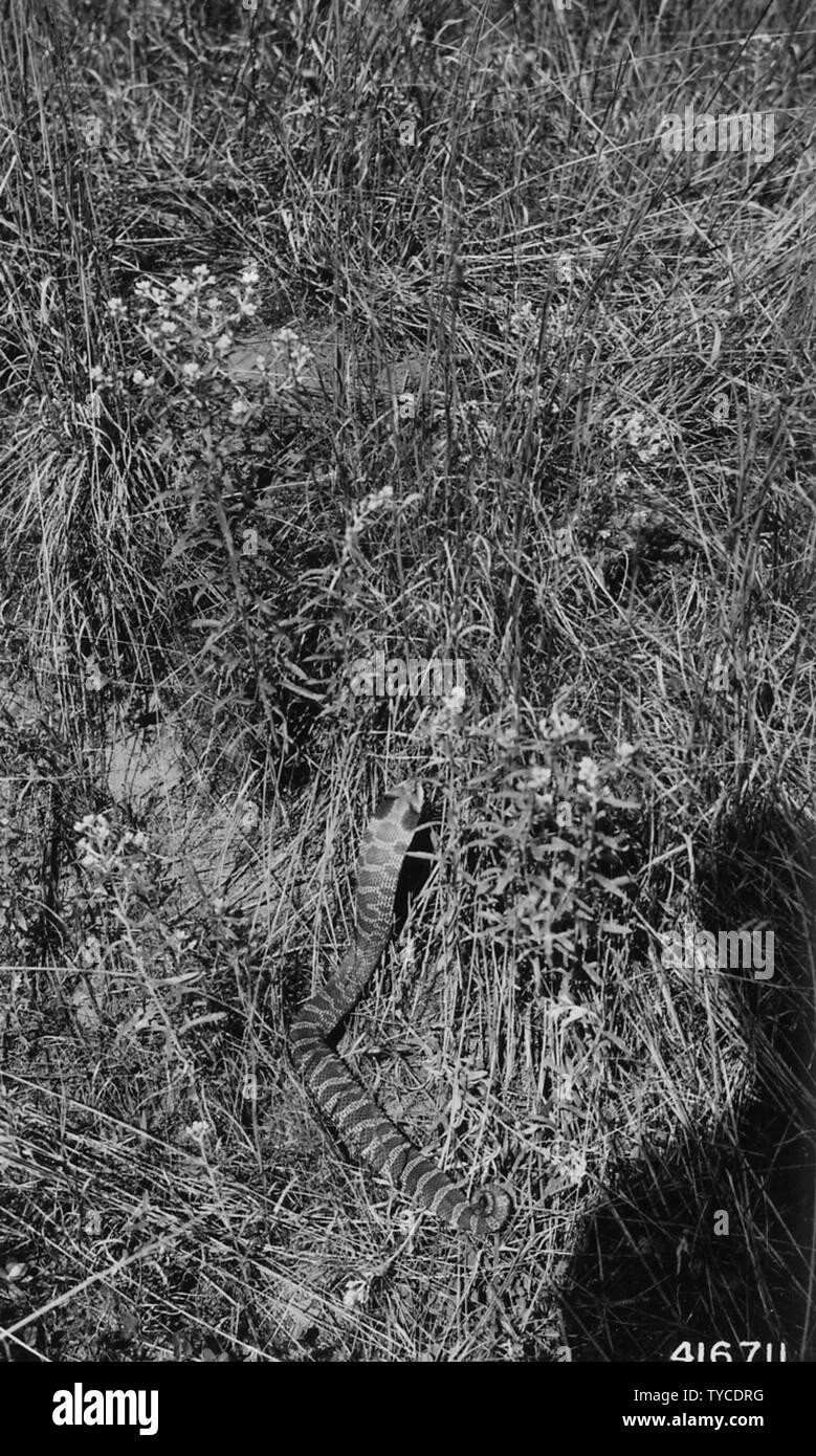 Photograph of Hognosed Snake in an Old Furrow; Scope and content ...