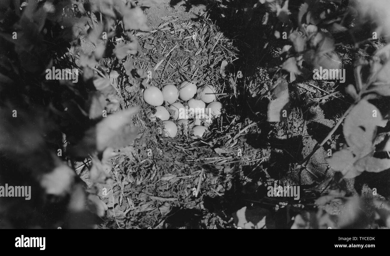 Photograph of Grey Partridge Nest; Scope and content: Original caption ...