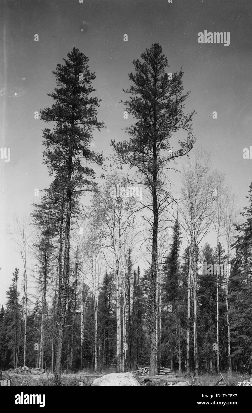 Photograph of Jack Pine; Scope and content: Original caption: Jack Pine ...