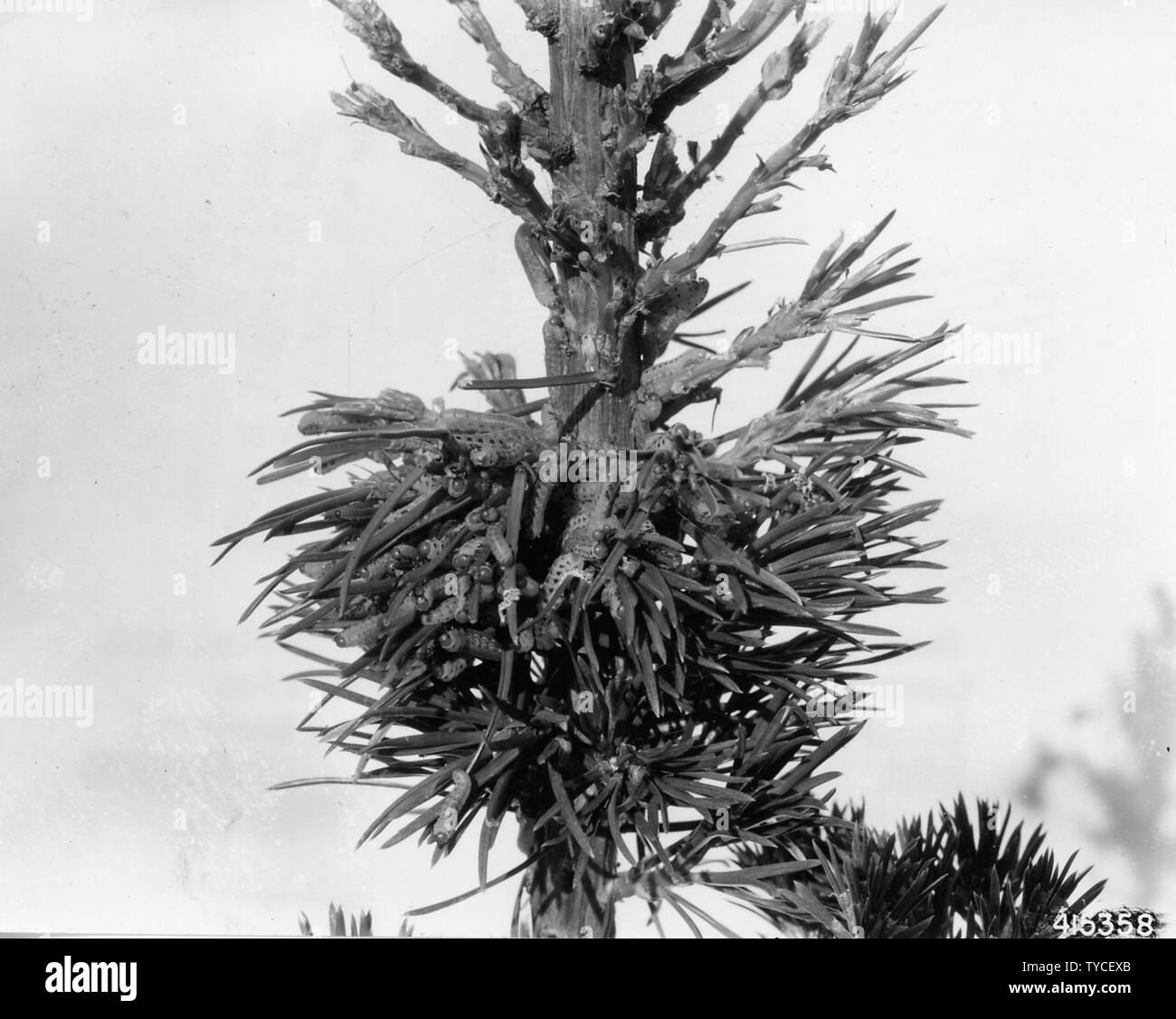 Photograph of Jack Pine Infected with Leconte's Sawfly Larvae; Scope ...