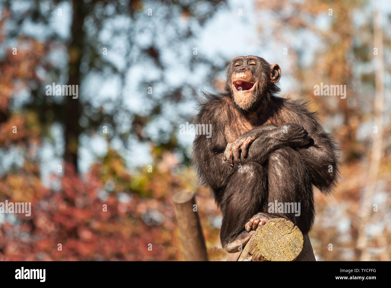 Chimpanzee usa captive hi-res stock photography and images - Alamy