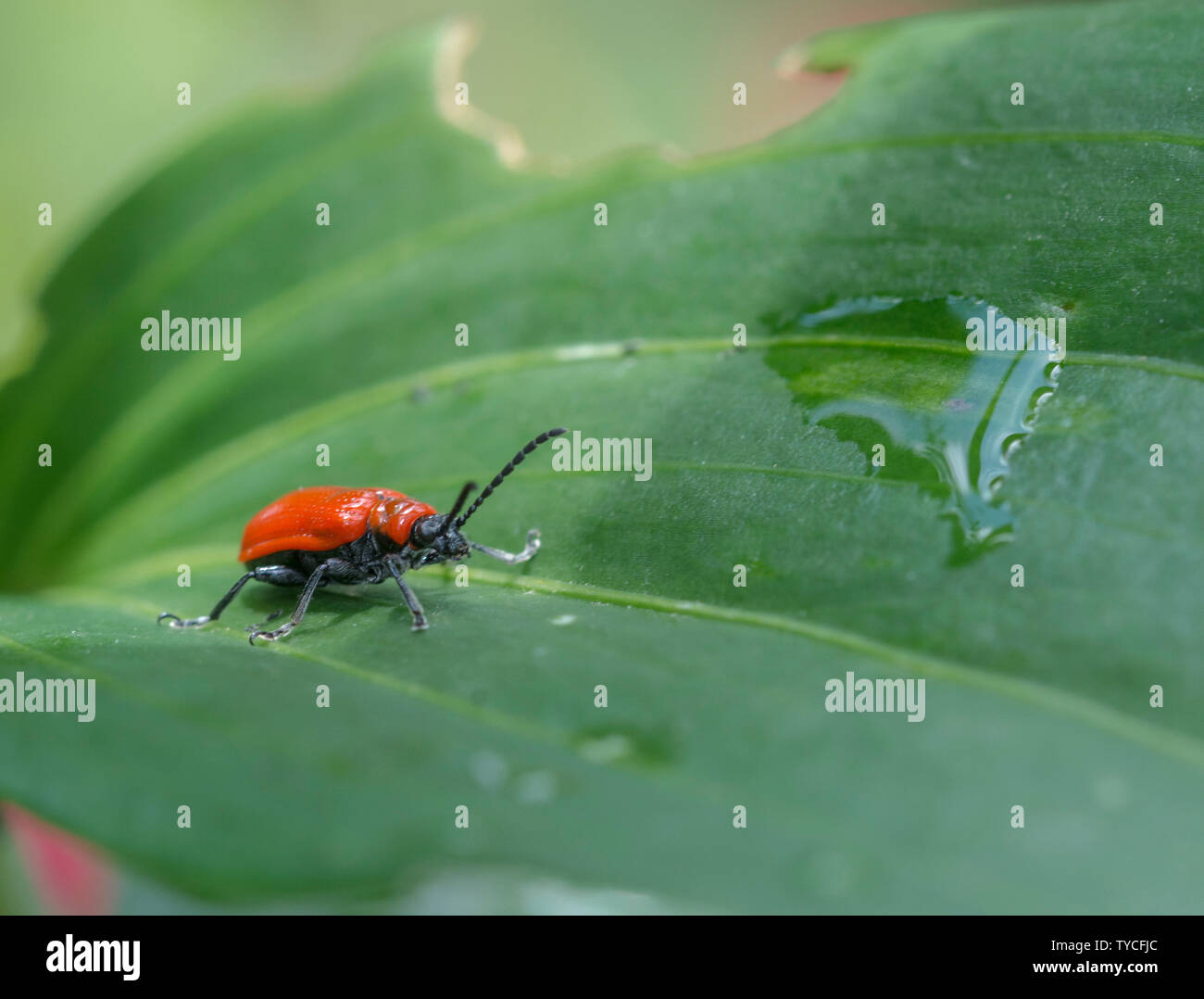 scarlet lily beetle, red lily beetle, or lily leaf beetle (Lilioceris ...