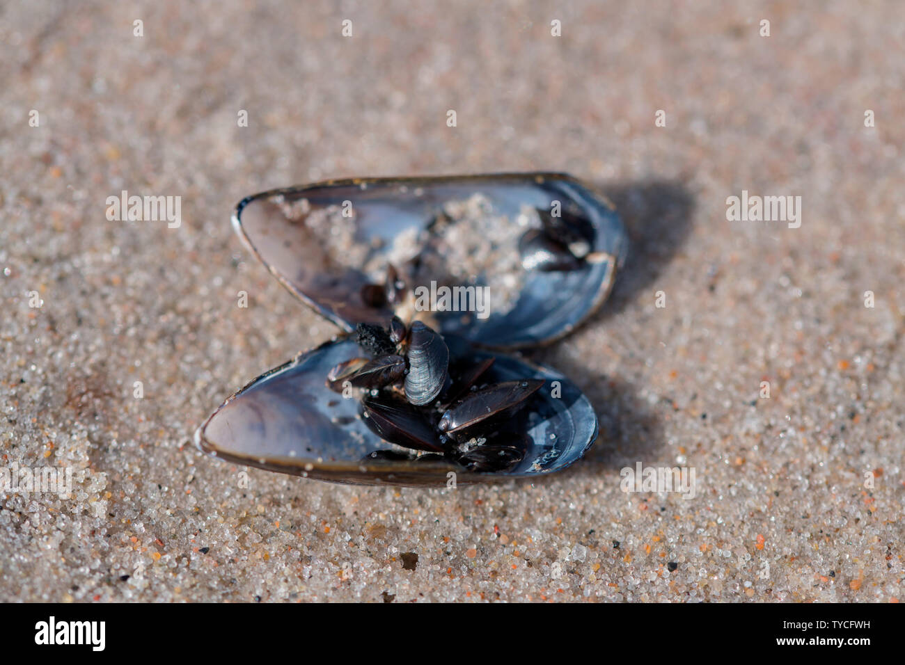 Common mussels hi-res stock photography and images - Alamy