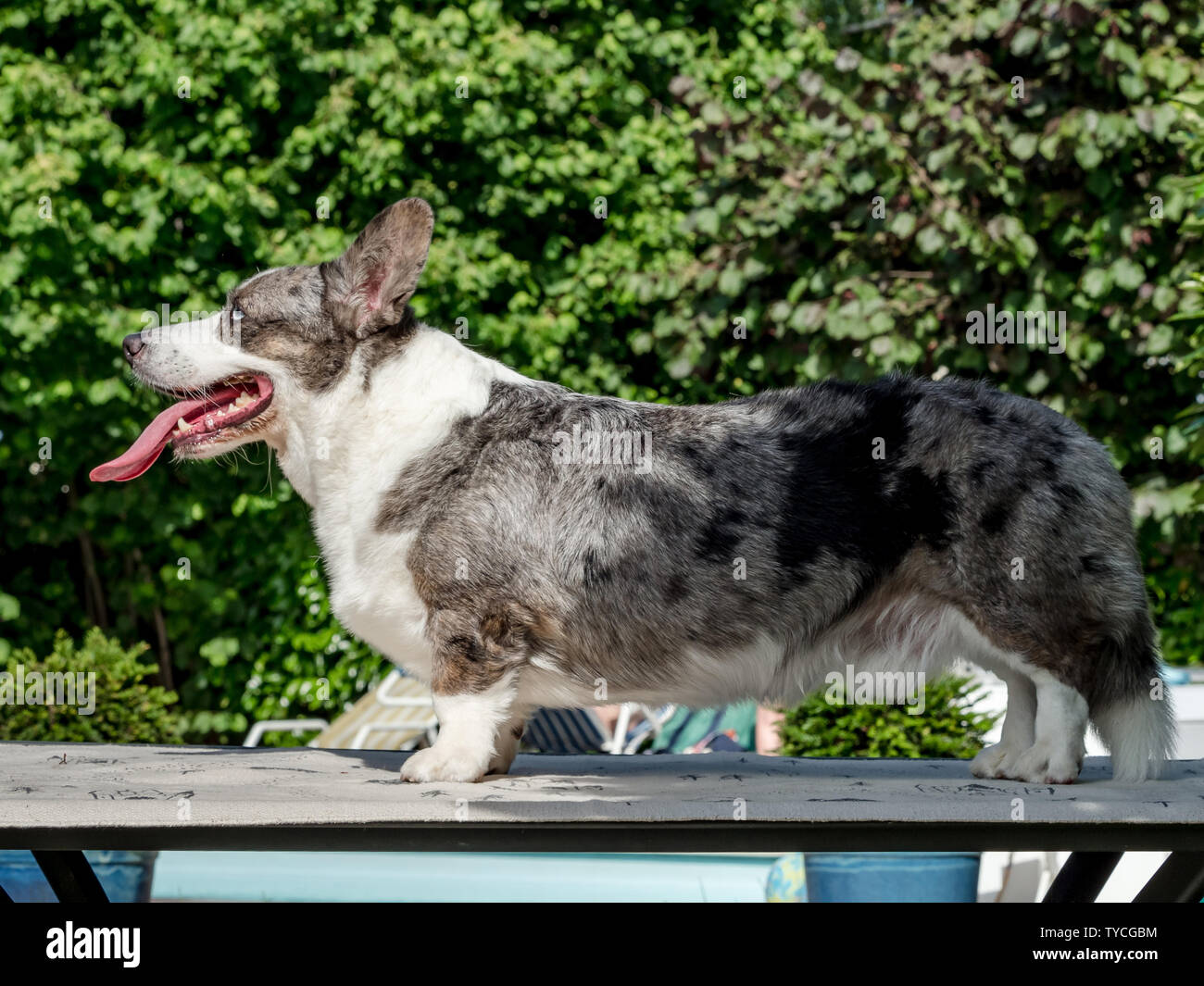 Beautiful grey corgi dog with different colored eyes closeup emotional ...