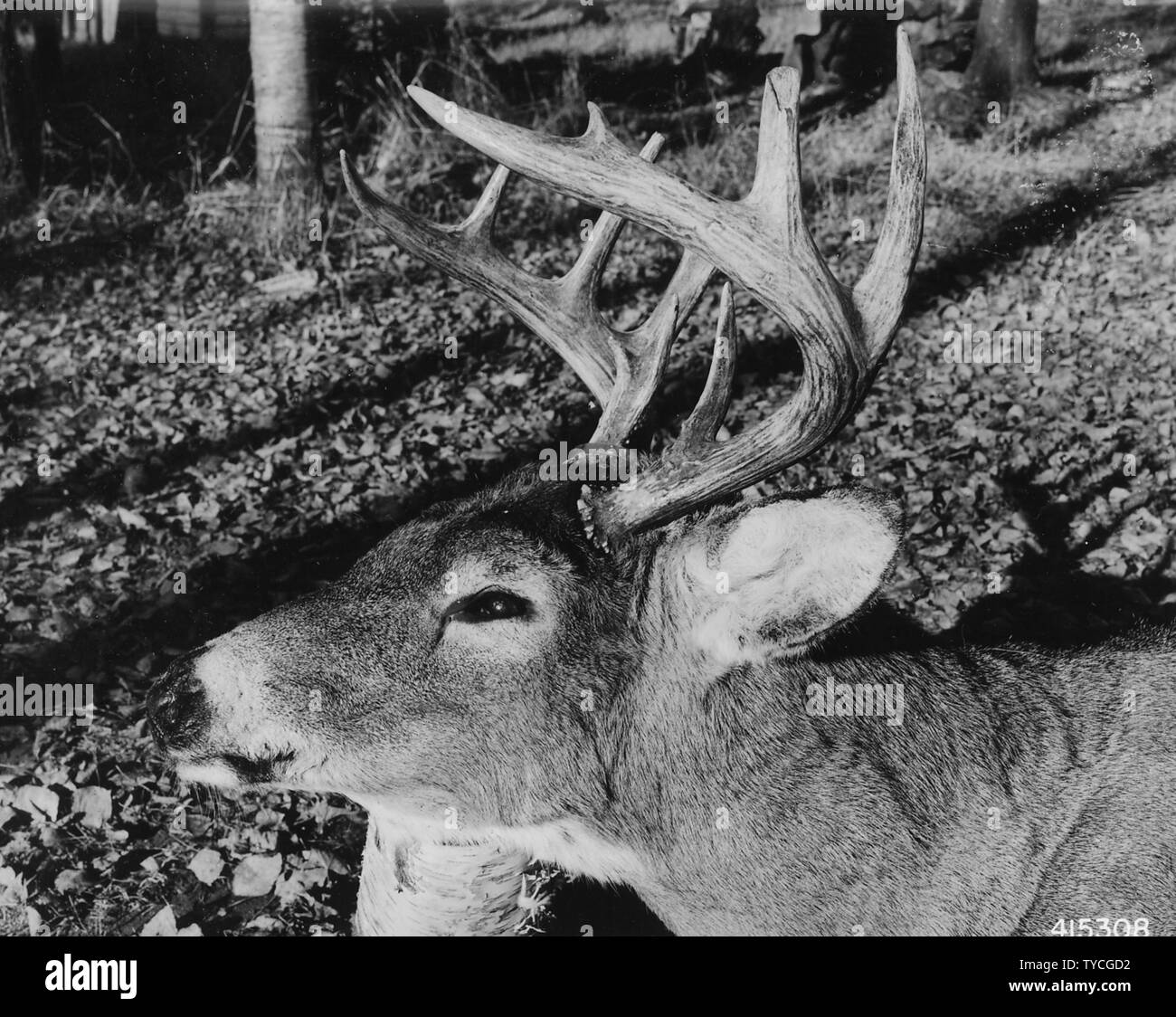 Photograph of Large White-Tailed Buck Deer; Scope and content: Original ...