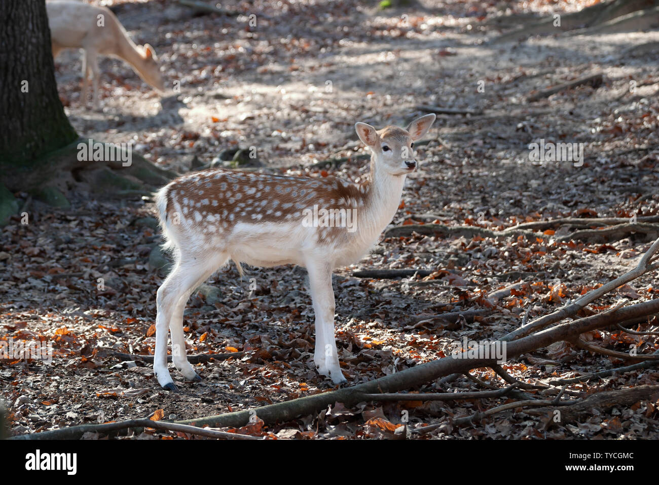 Deer animal zoo herd hi-res stock photography and images - Alamy