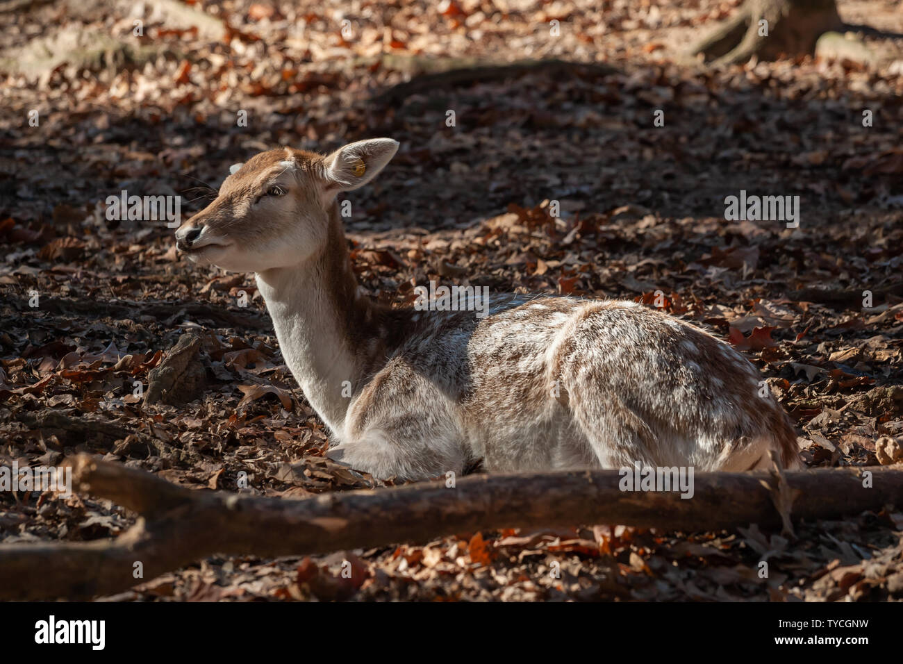 Fallow Deer at Richmond Metro Zoo, Mosely, VA - Circa 2012 Stock Photo ...