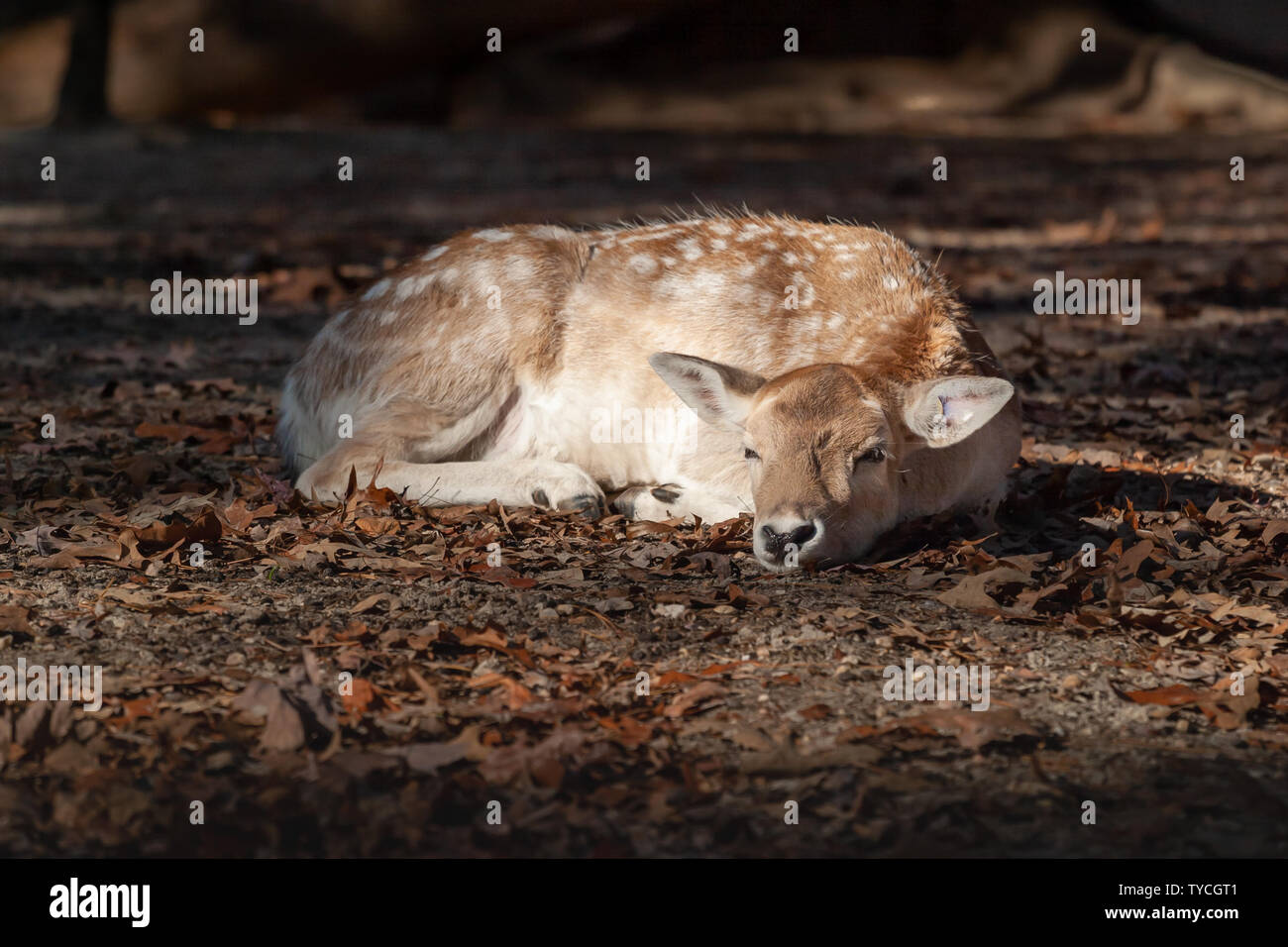 Fallow Deer at Richmond Metro Zoo, Mosely, VA - Circa 2012 Stock Photo ...