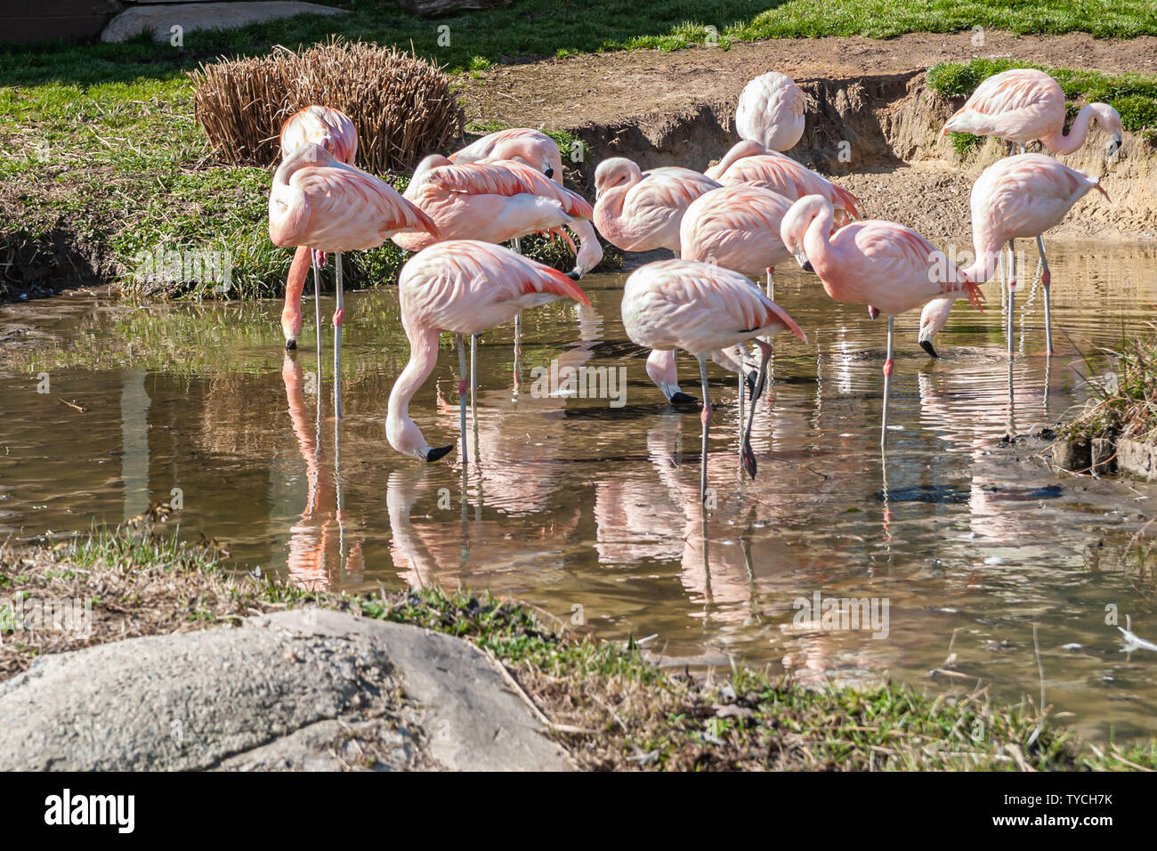 Flamingos are pink wading birds with thick downturned bills. Flamingos ...