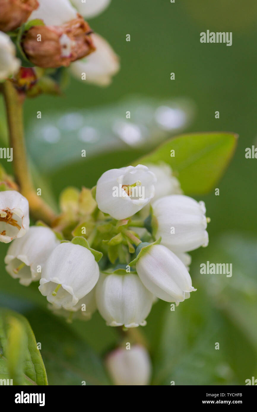 All stages of blueberry flowers and fruit Stock Photo - Alamy