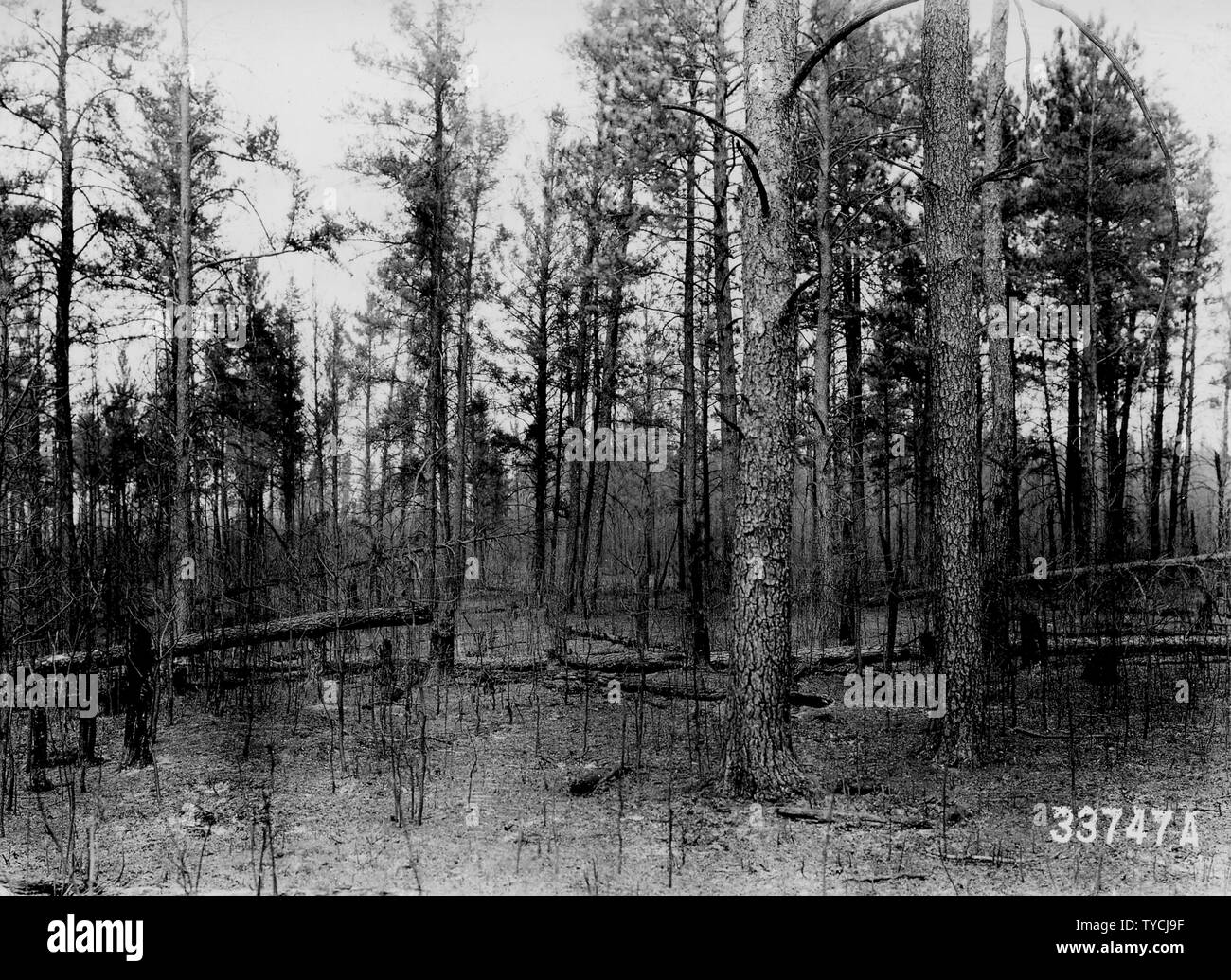 Photograph of Lydick Lake Fire Area; Scope and content: Original ...
