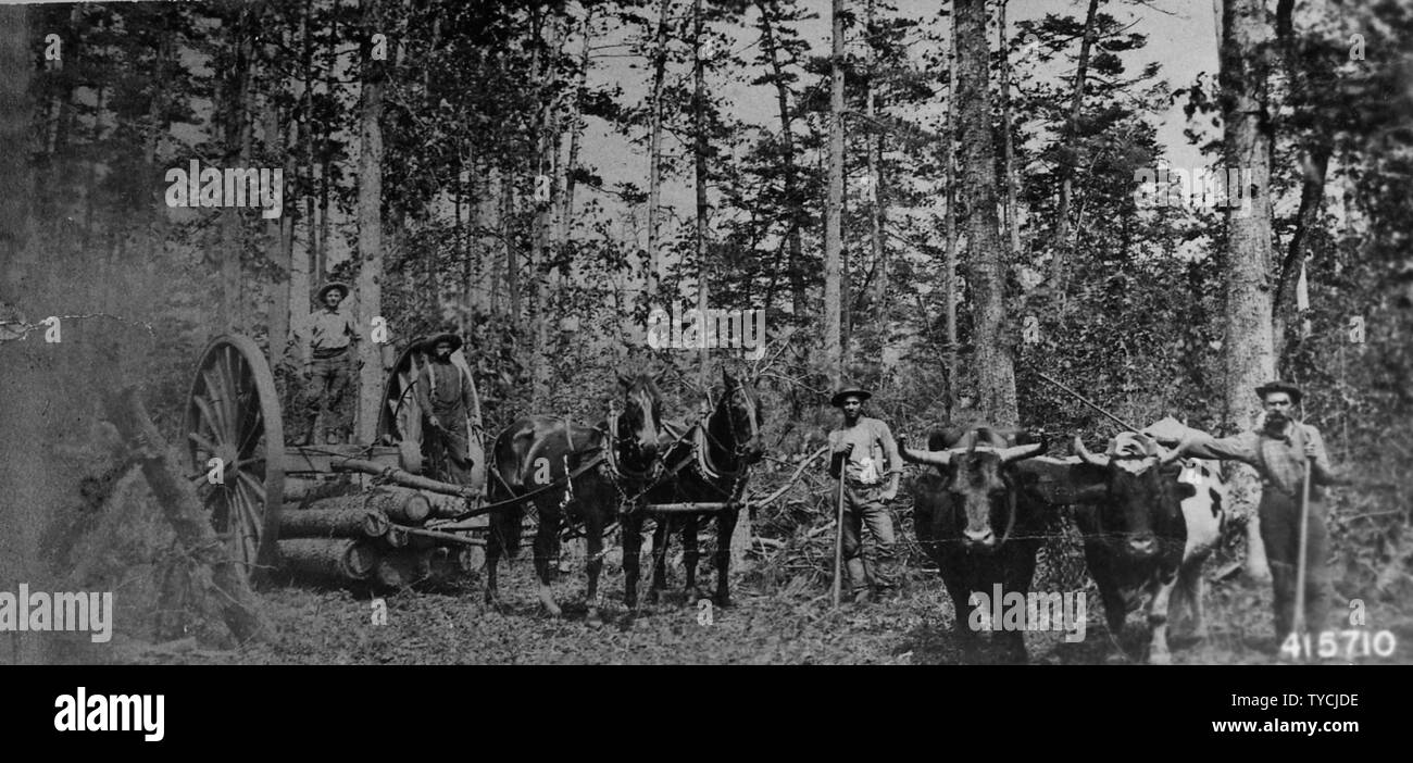 Photograph of Logging Scene; Scope and content: Original caption ...