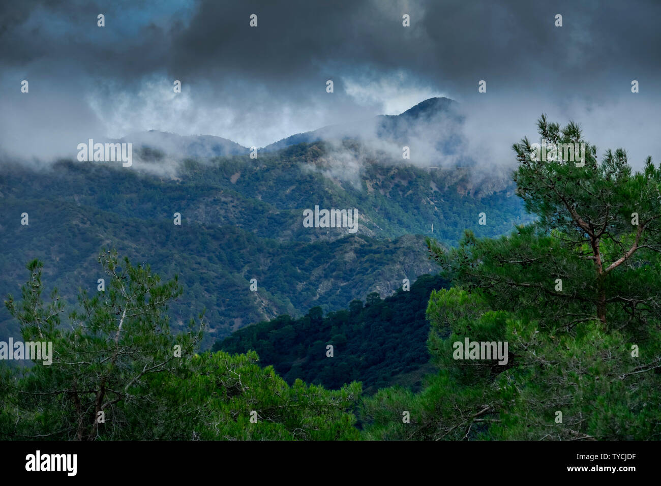 Paphos forest nature reserve hi-res stock photography and images - Alamy