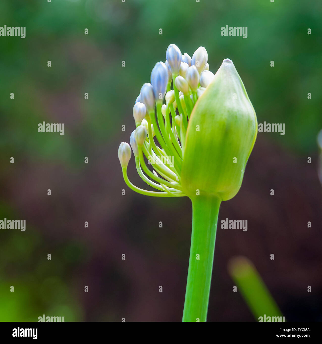 Blue African lily (Agapanthus) flowers in a garden. Photographed in ...