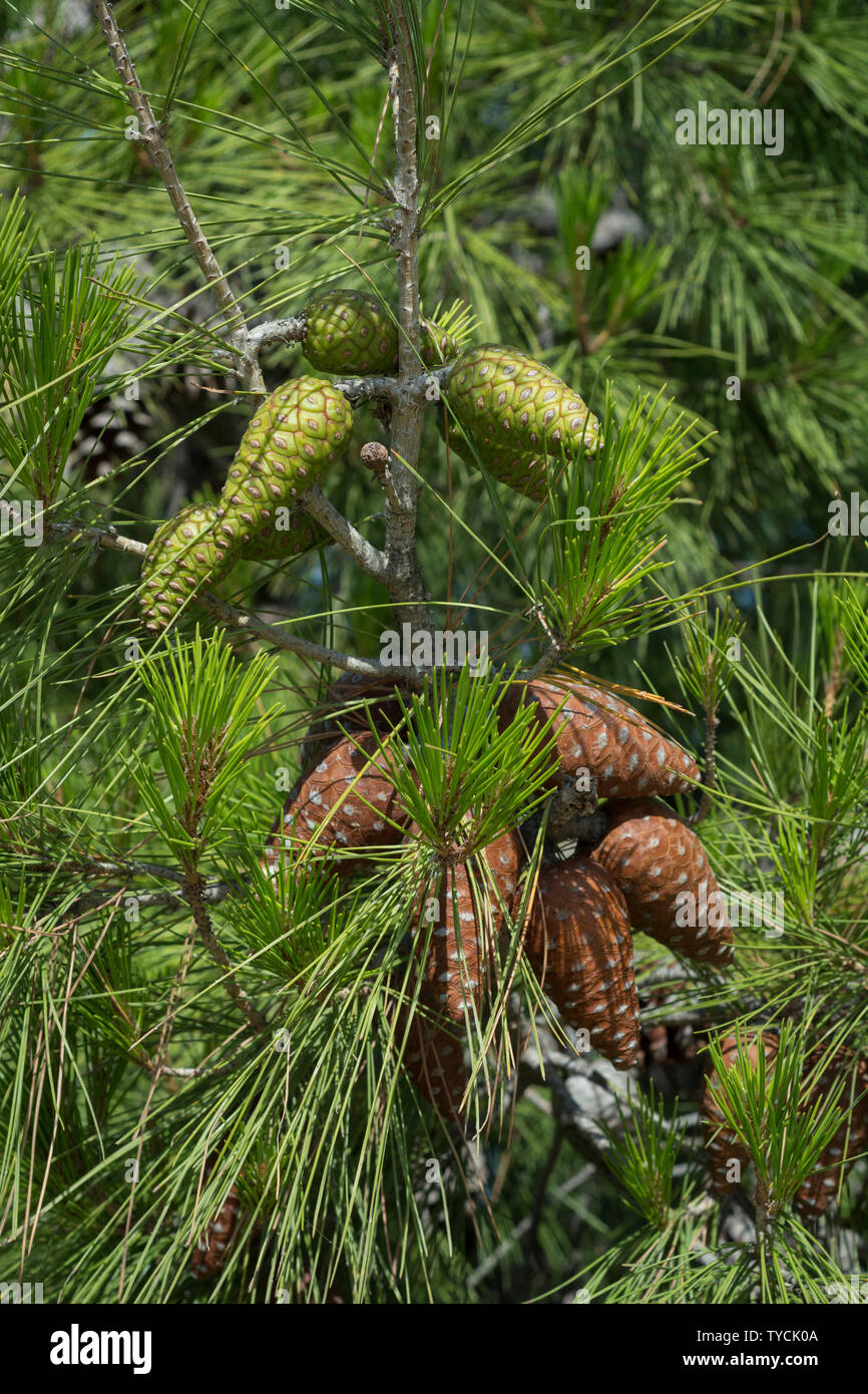 Pinus Pinea Cone High Resolution Stock Photography and Images - Alamy