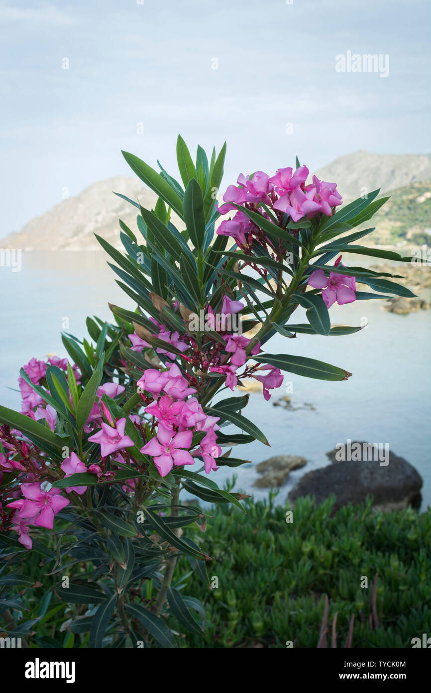 oleander, ionian sea, crete, greece, europe, (nerium oleander Stock ...