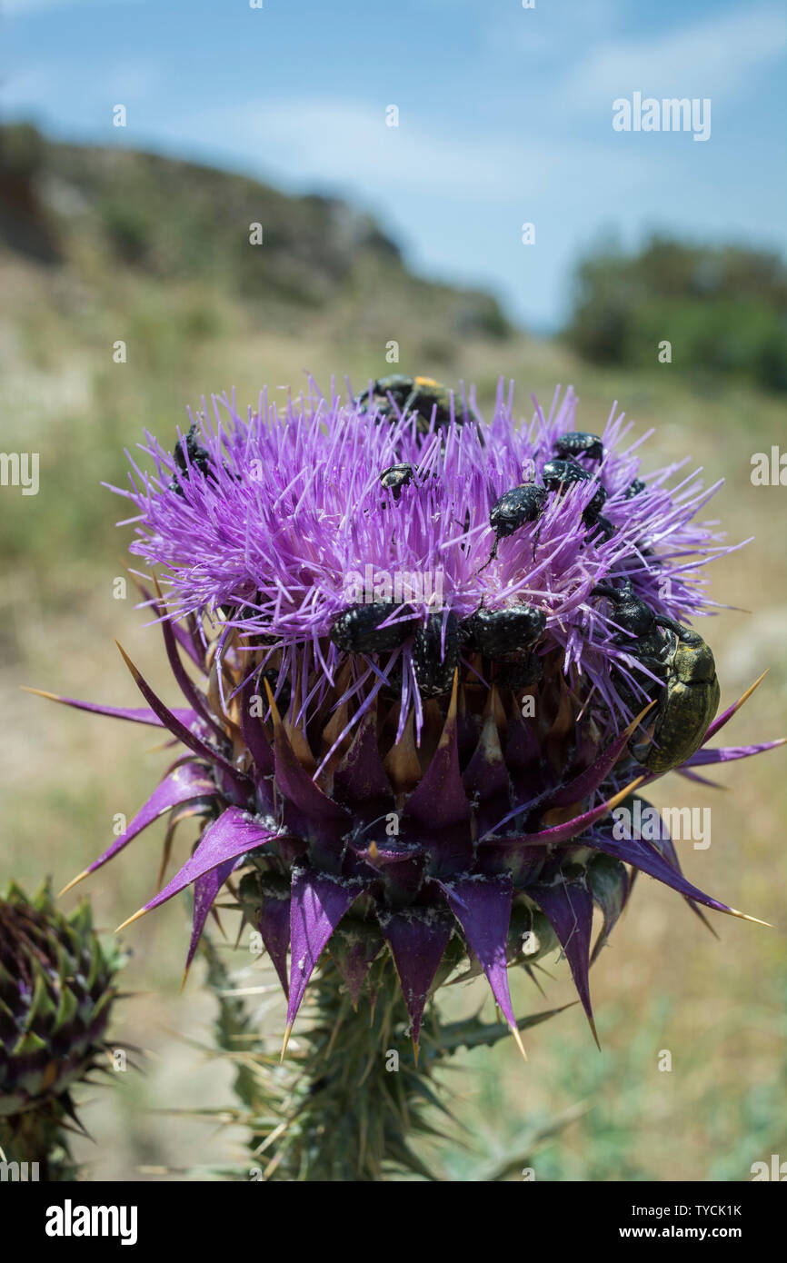 flower chafer beetle, crete, greece, europe, (Oxythyrea funesta Stock ...