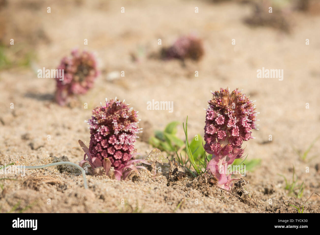 Petasites hybridus hi-res stock photography and images - Alamy