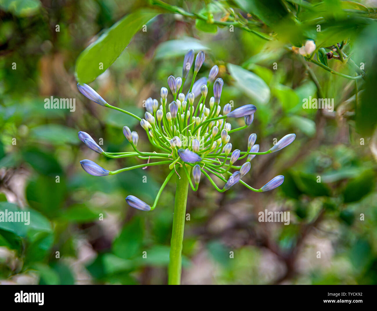 Blue African lily (Agapanthus) flowers in a garden. Photographed in ...