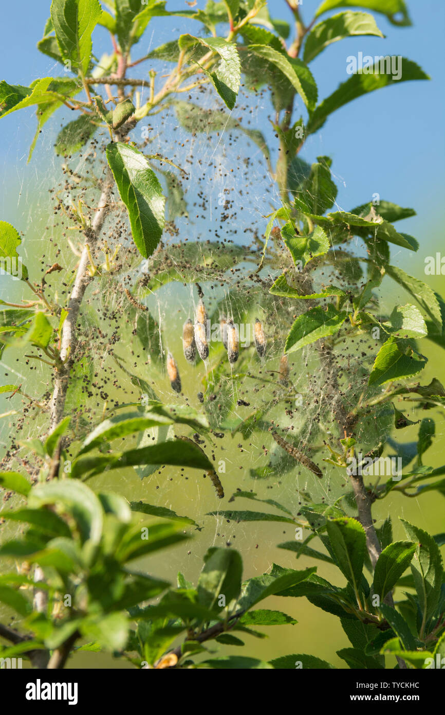 Orchard ermine moths hi-res stock photography and images - Alamy