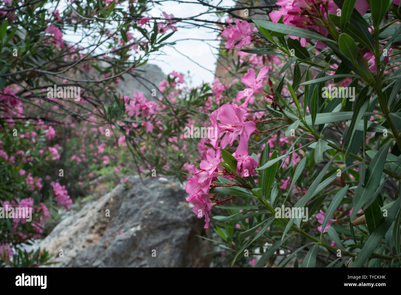 Oleander nerium oleander greece europe hi-res stock photography and ...