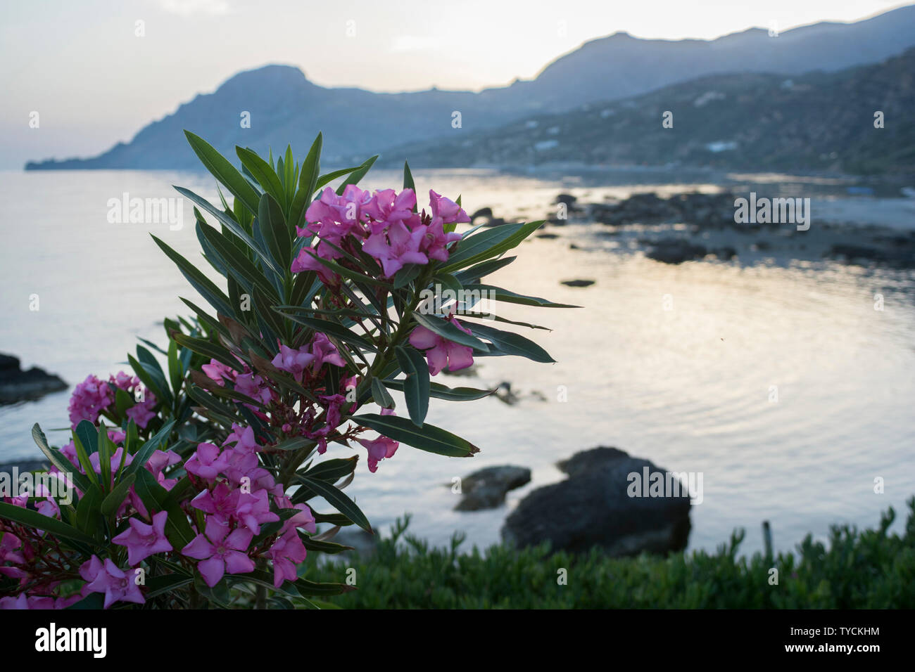 oleander, ionian sea, crete, greece, europe, (nerium oleander Stock ...