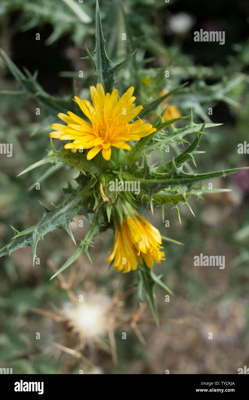 field sow-thistle, crete, greece, europe, (Sonchus arvensis Stock Photo ...