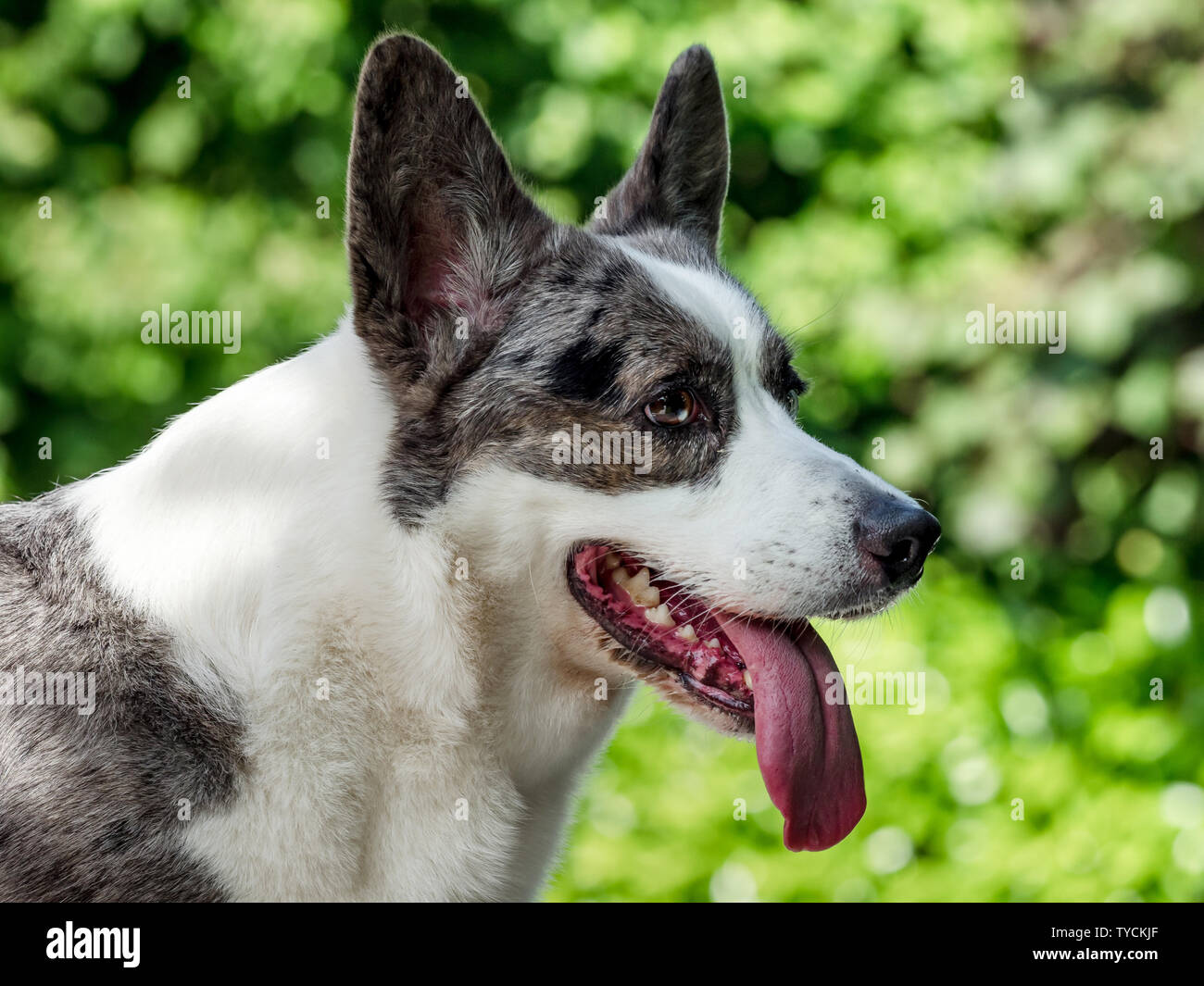 Beautiful grey corgi dog with different colored eyes closeup emotional ...