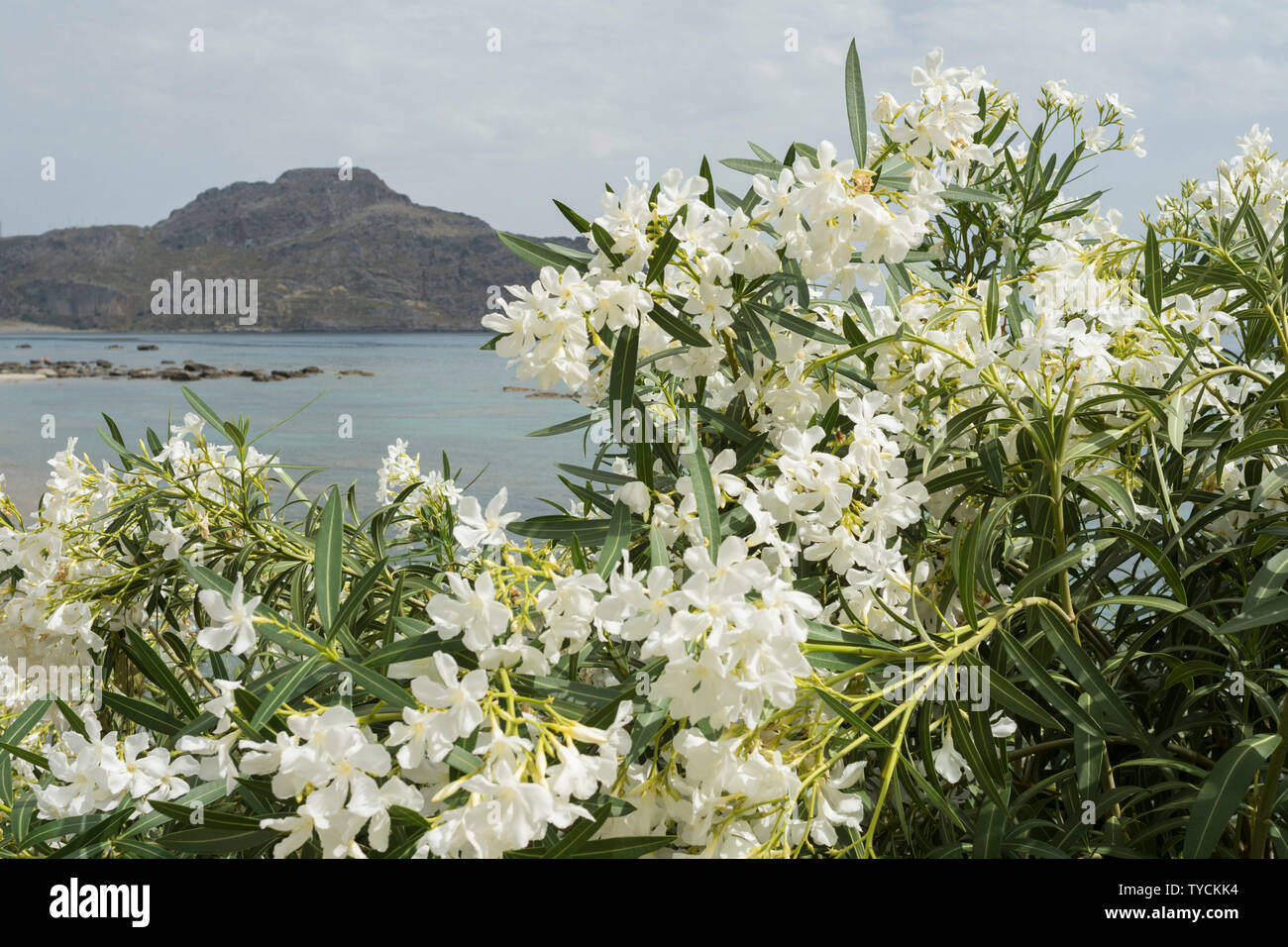 oleander, ionian sea, crete, greece, europe, (nerium oleander Stock ...