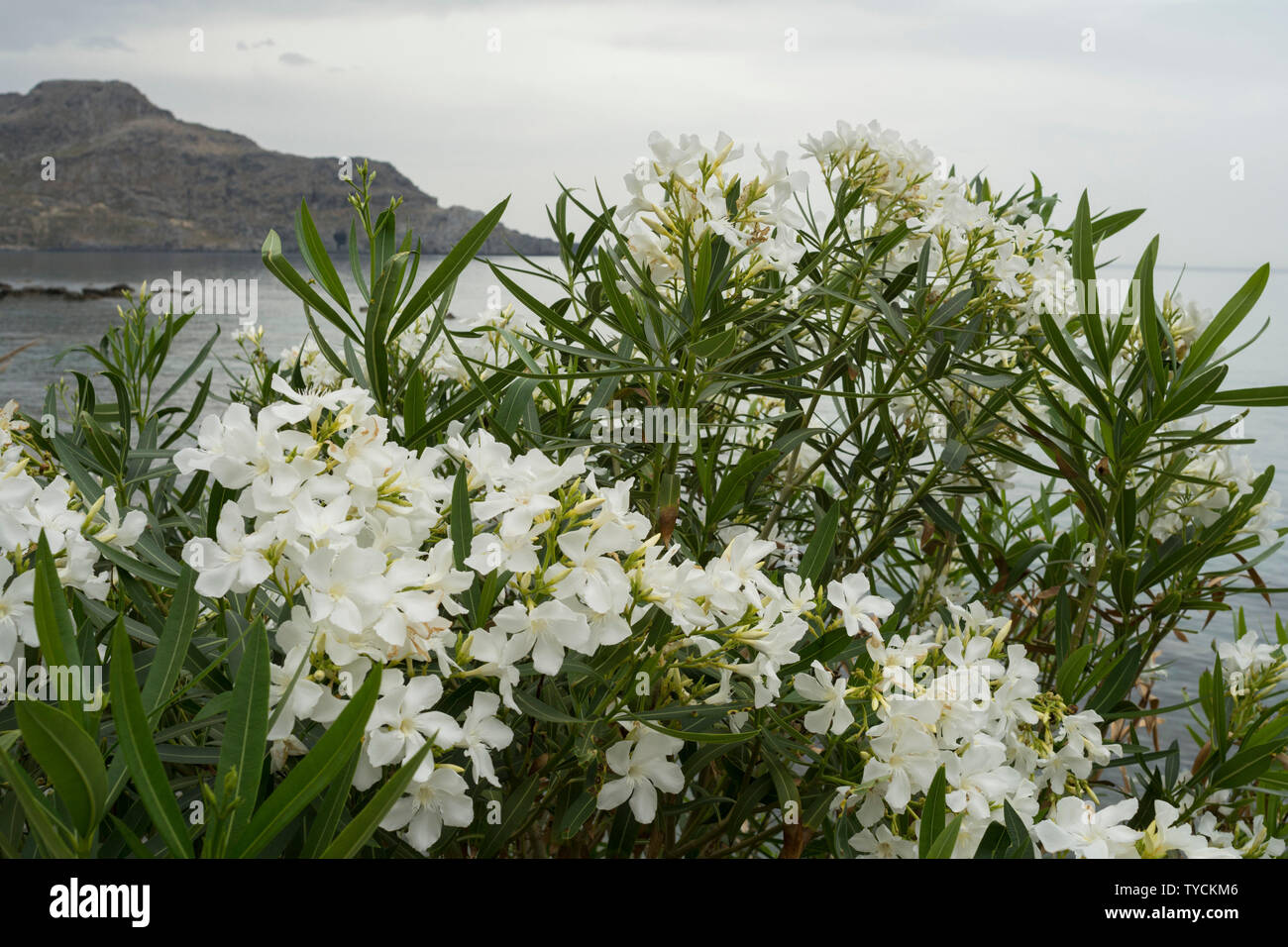 oleander, ionian sea, crete, greece, europe, (nerium oleander Stock ...