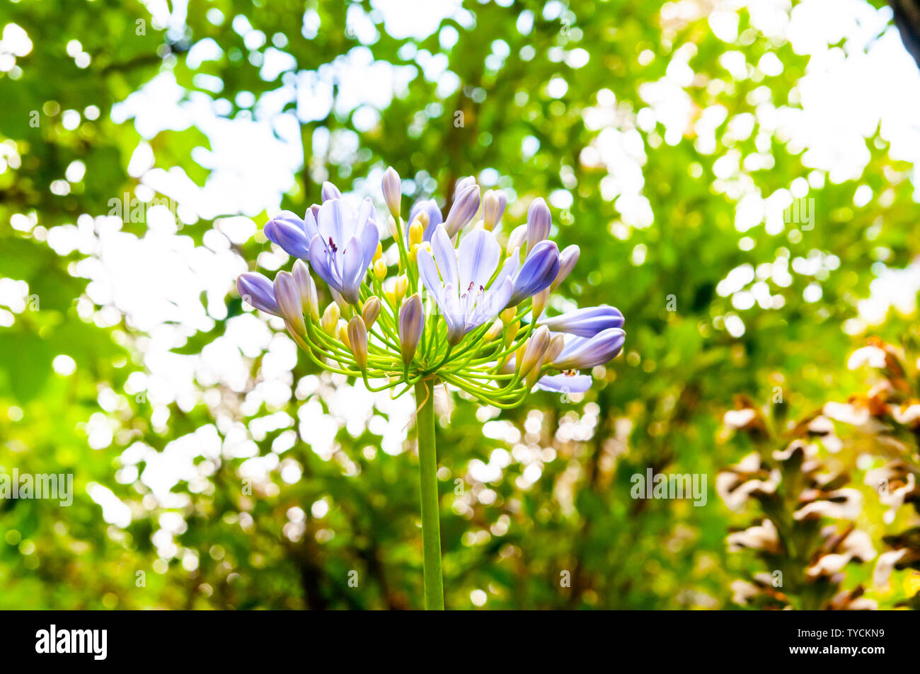 Blue African lily (Agapanthus) flowers in a garden. Photographed in ...