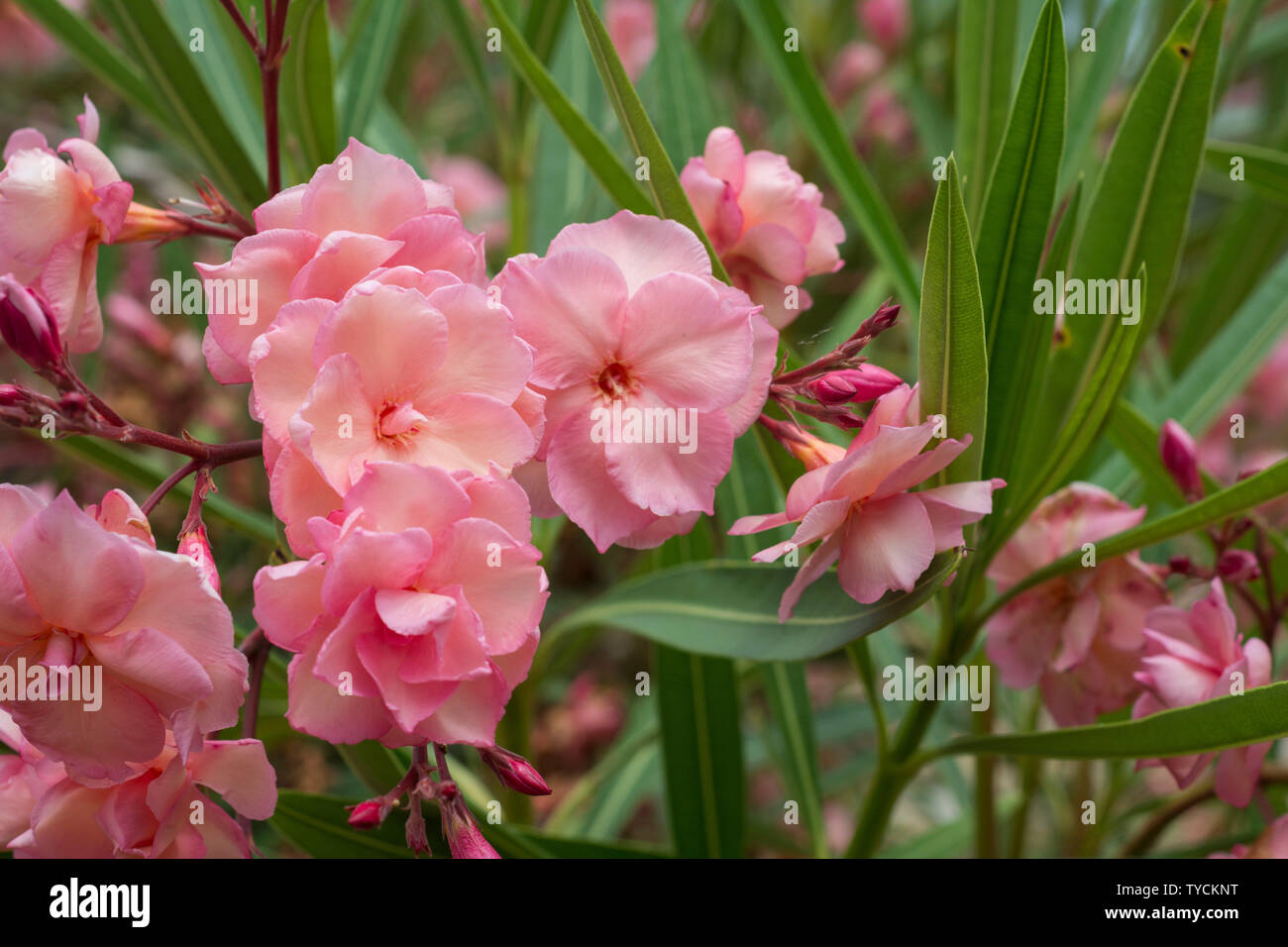 Oleander nerium oleander greece europe hi-res stock photography and ...