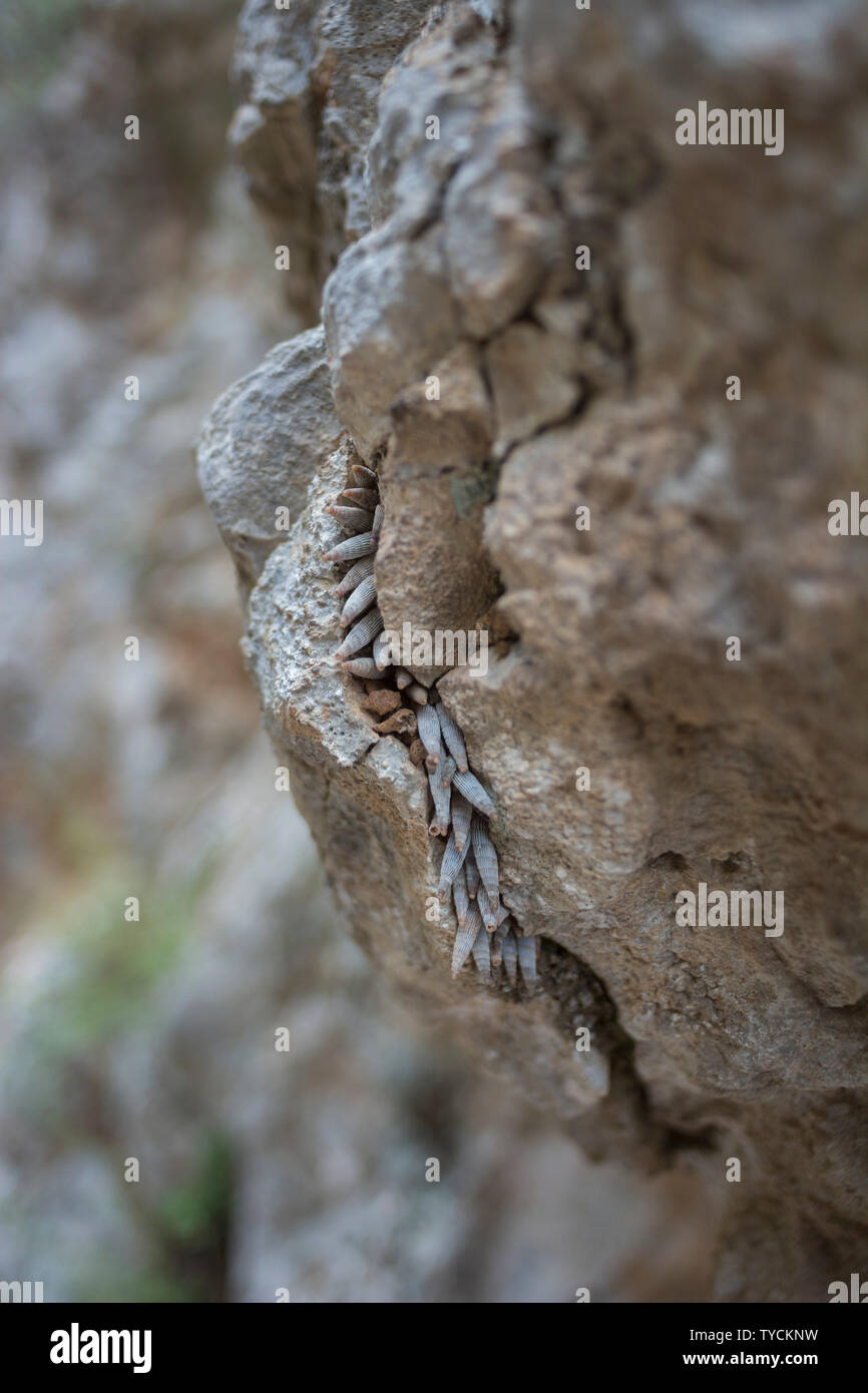 cretan door snails, aradena gorge, crete, greece, europe, (Clausiliidae ...
