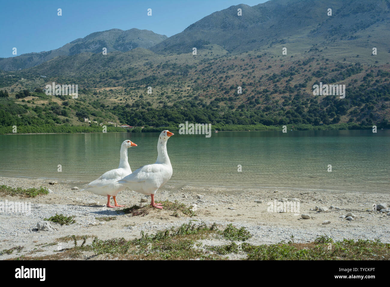fresh-water lake, Lake Kournas, Georgioupoli, chania, crete, greece ...
