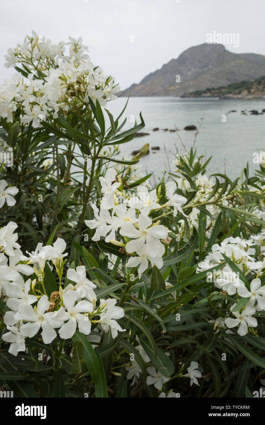 oleander, ionian sea, crete, greece, europe, (nerium oleander Stock ...