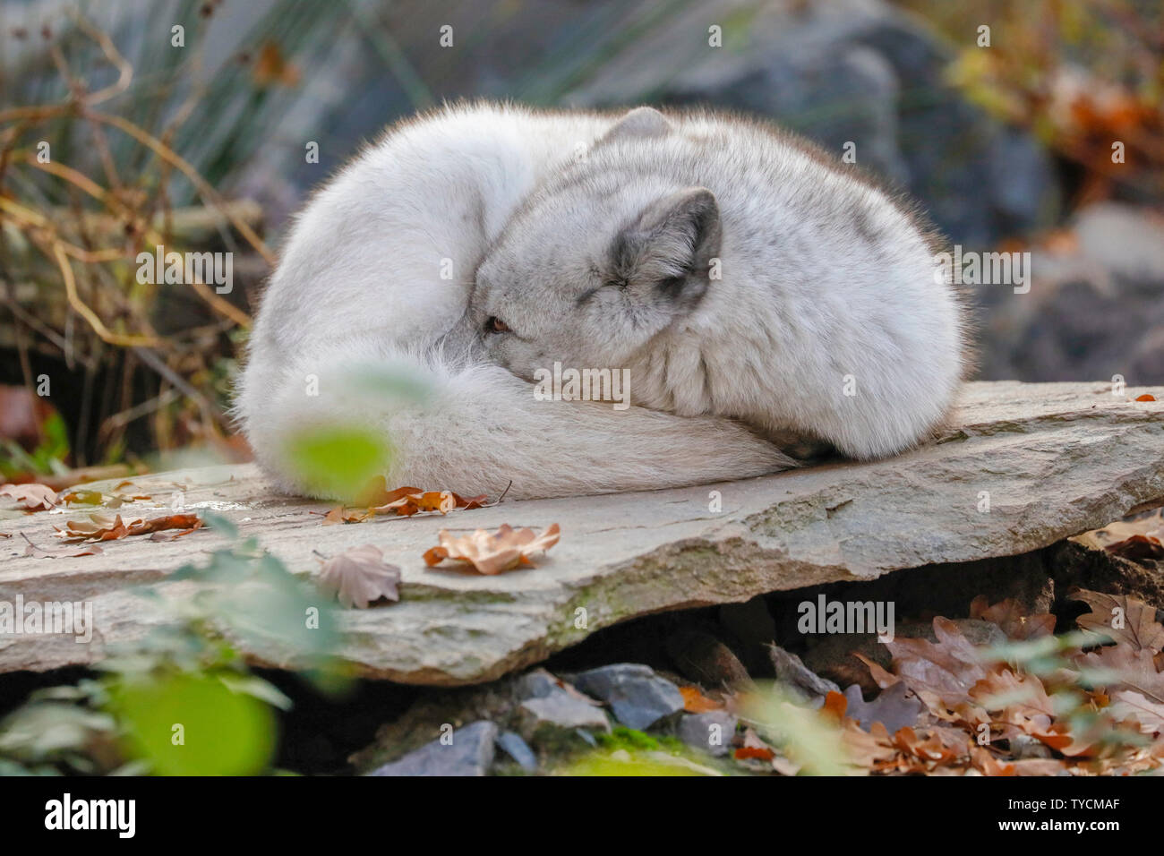 Arctic fox, (Alopex lagopus), captive Stock Photo - Alamy