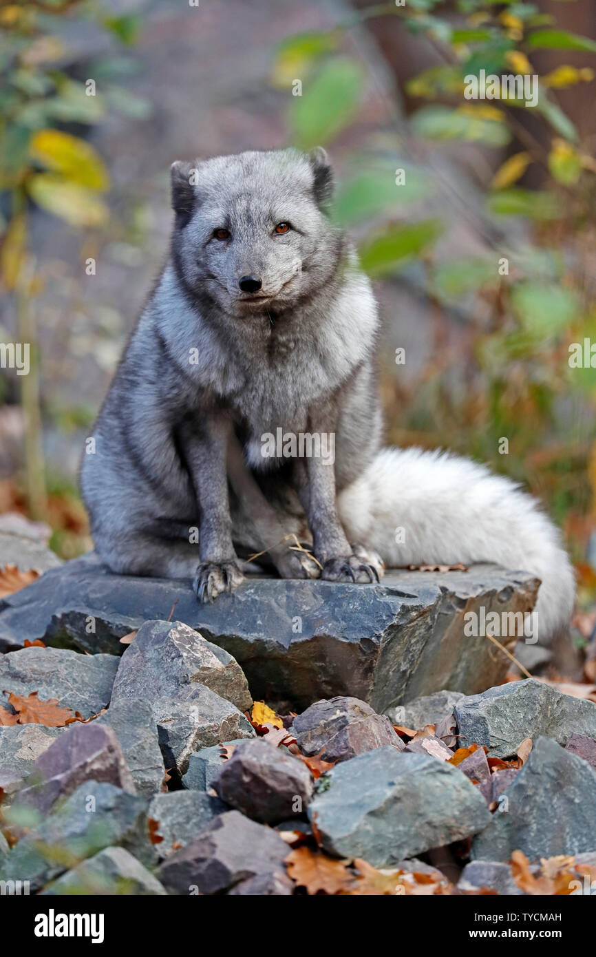 Arctic fox, (Alopex lagopus), captive Stock Photo - Alamy
