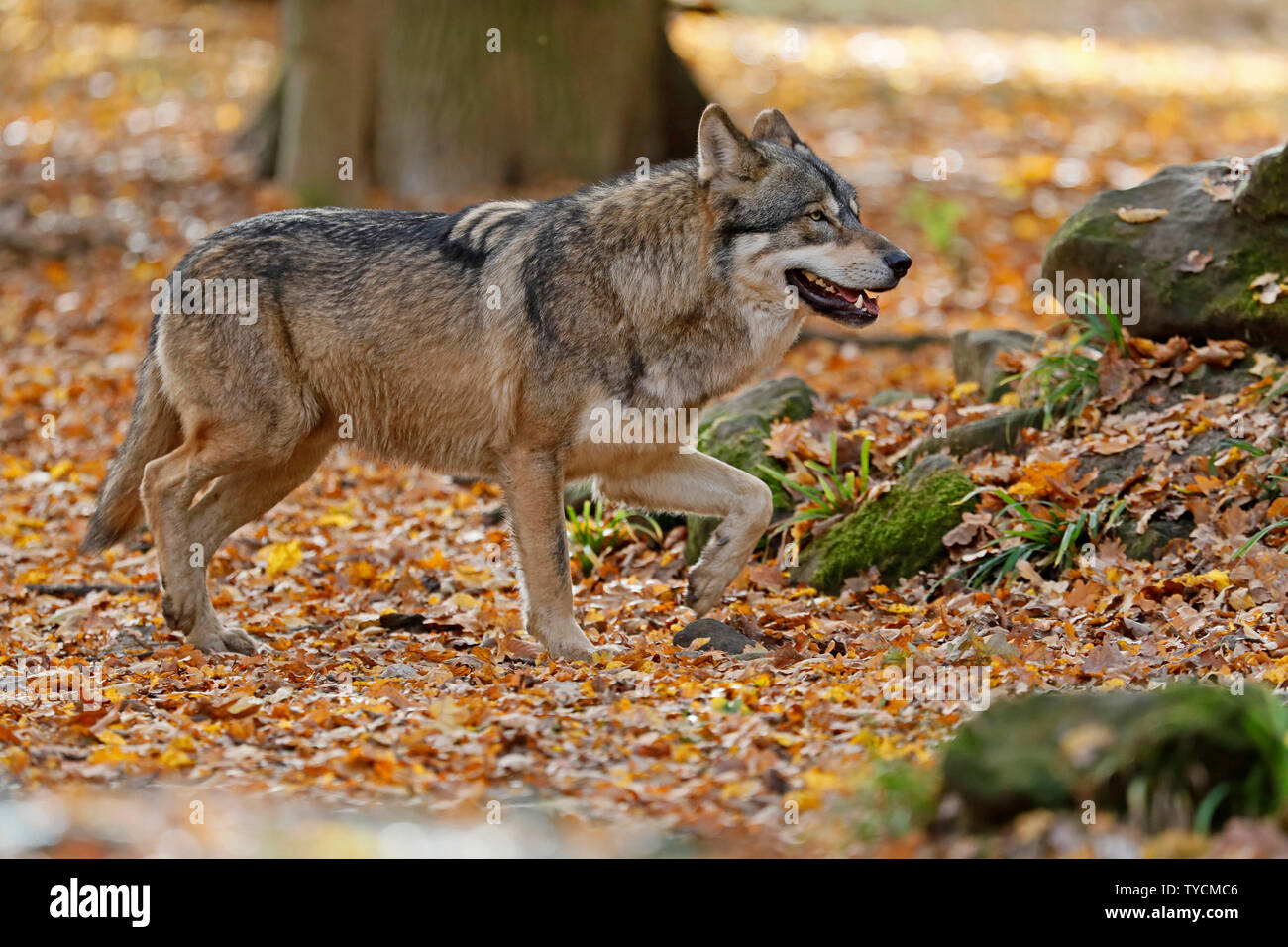 Grey wolf canis lupus walking hi-res stock photography and images - Alamy
