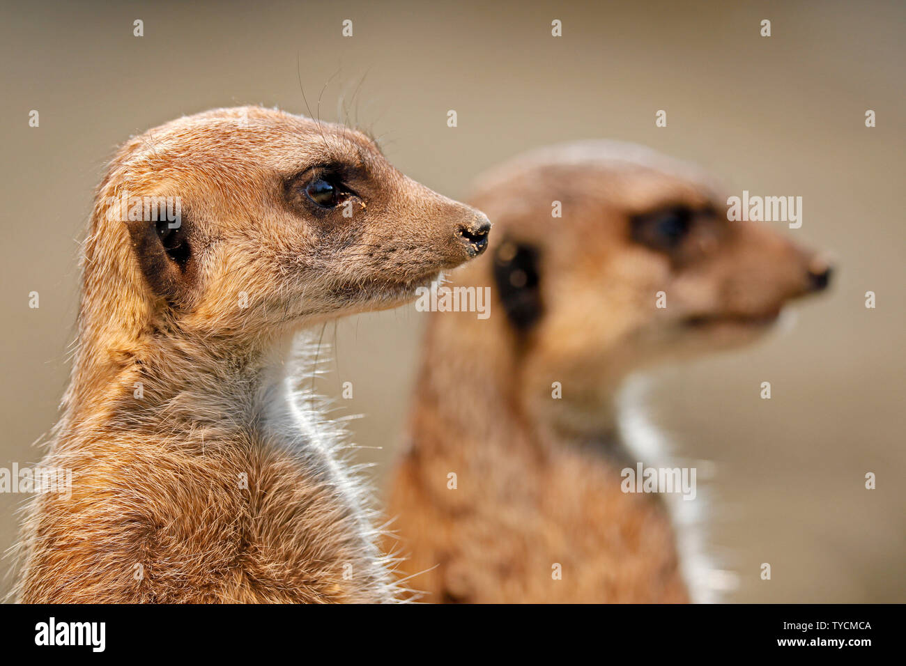 Meerkat side profile hi-res stock photography and images - Alamy