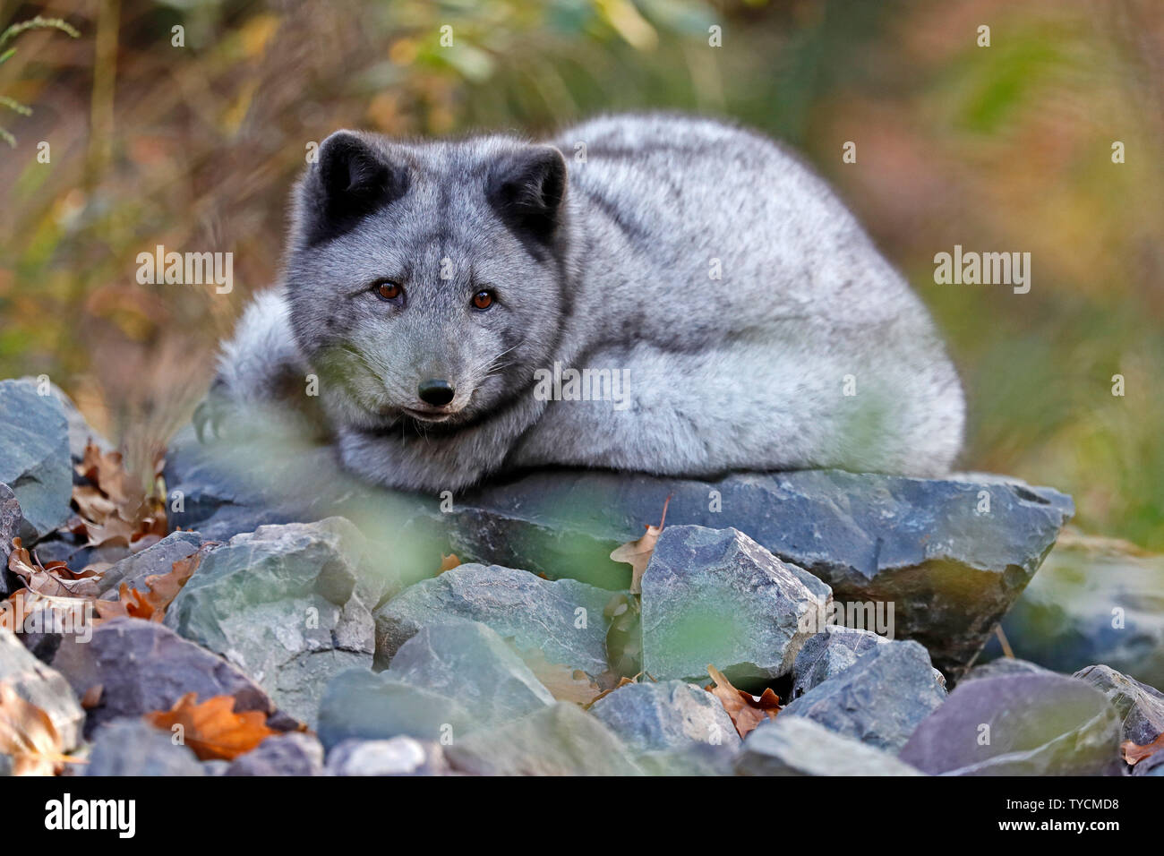 Arctic fox, (Alopex lagopus), captive Stock Photo - Alamy