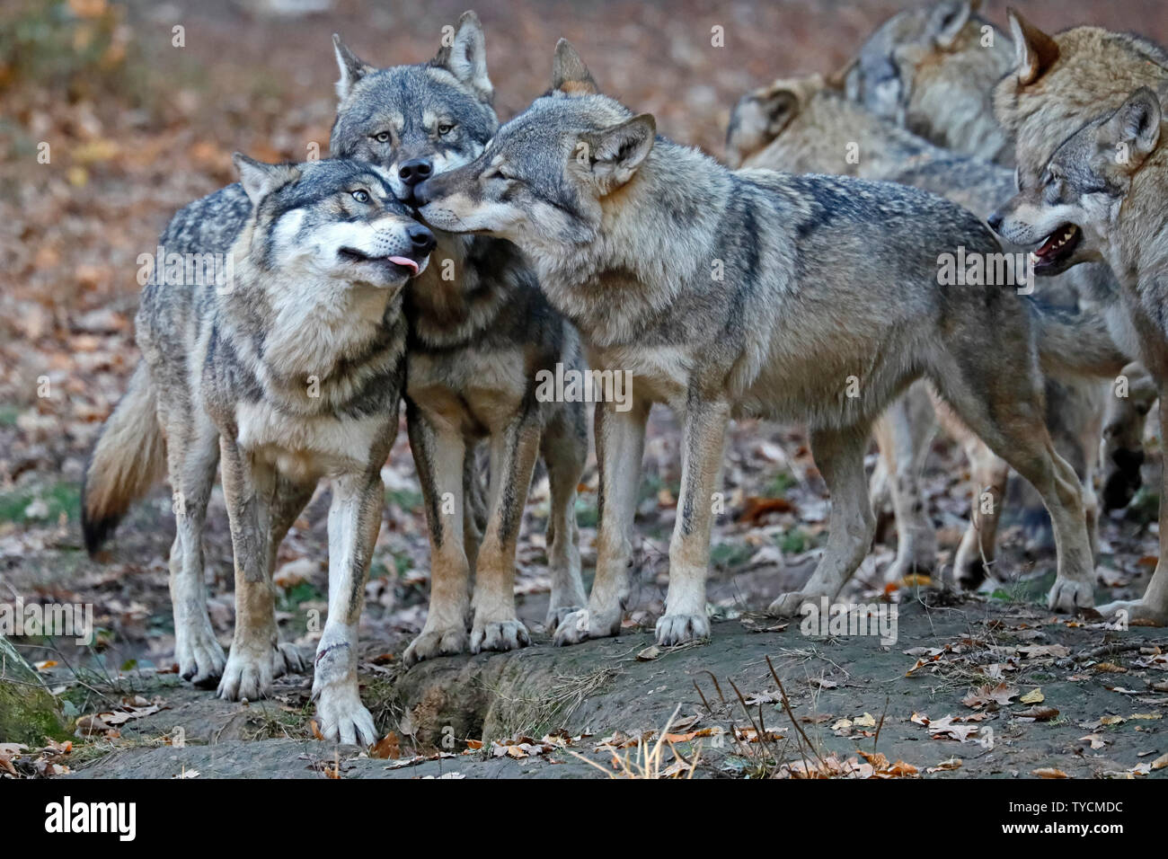 European wolf, (canis lupus), captive Stock Photo - Alamy