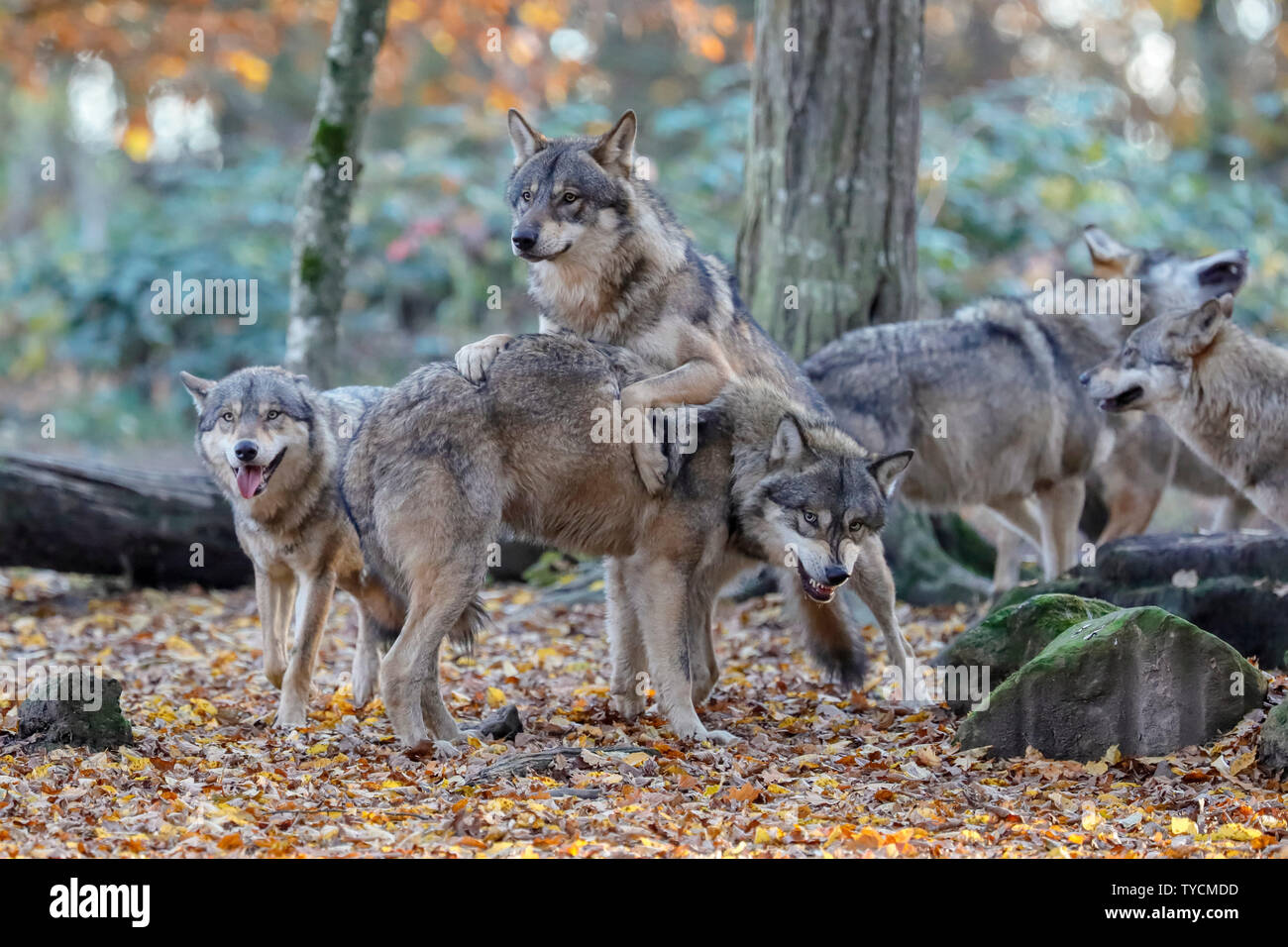Grey wolf pack europe hi-res stock photography and images - Alamy