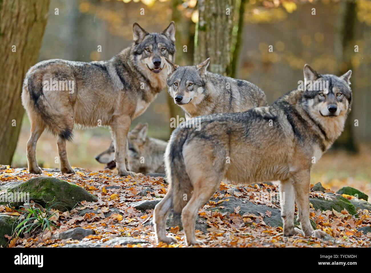 Wolf pack hi-res stock photography and images - Alamy