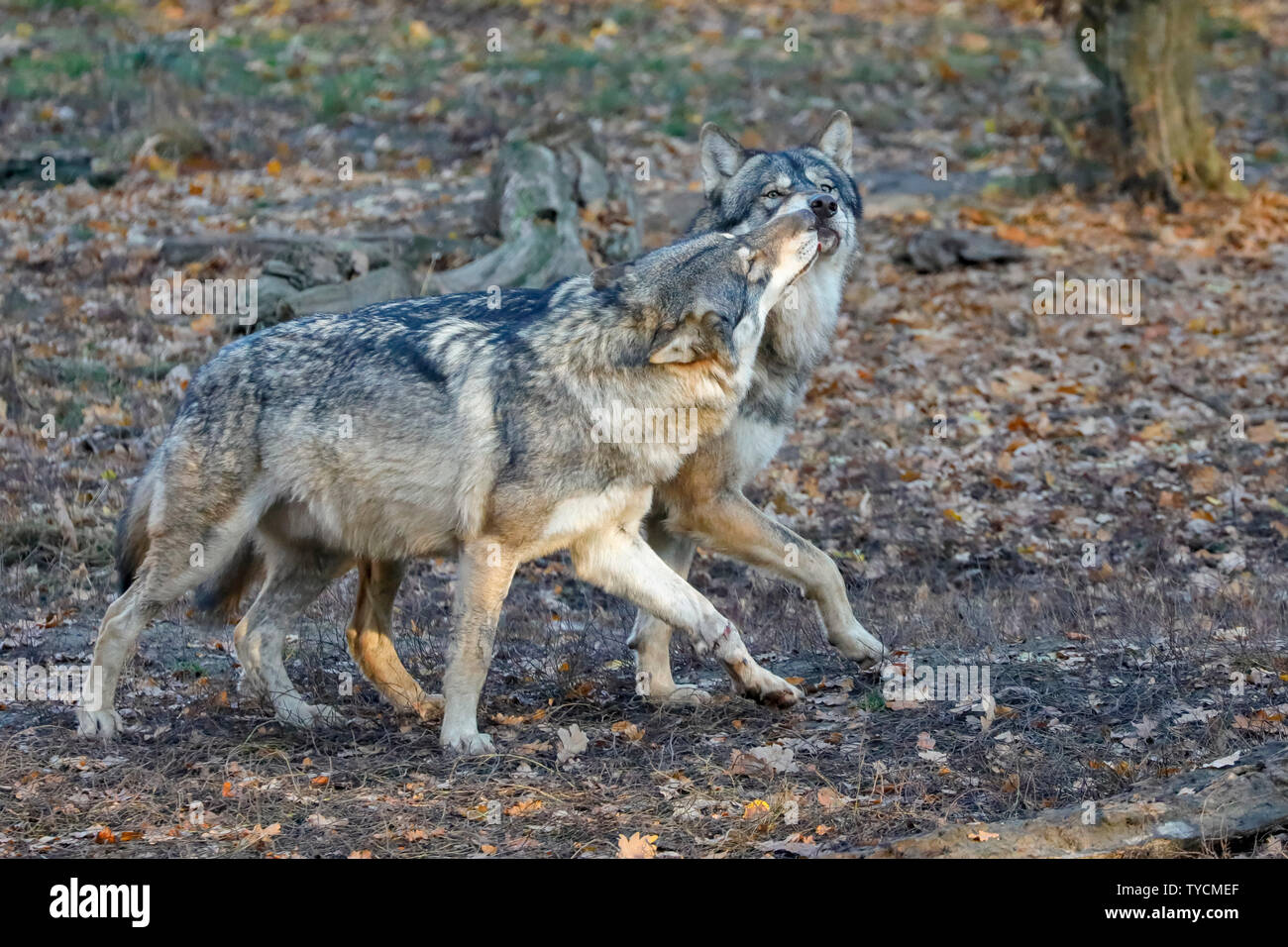European wolf, (canis lupus), captive Stock Photo - Alamy